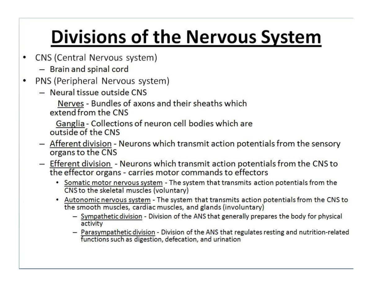 Divisions of nervous system - BIOL 215 - Studocu