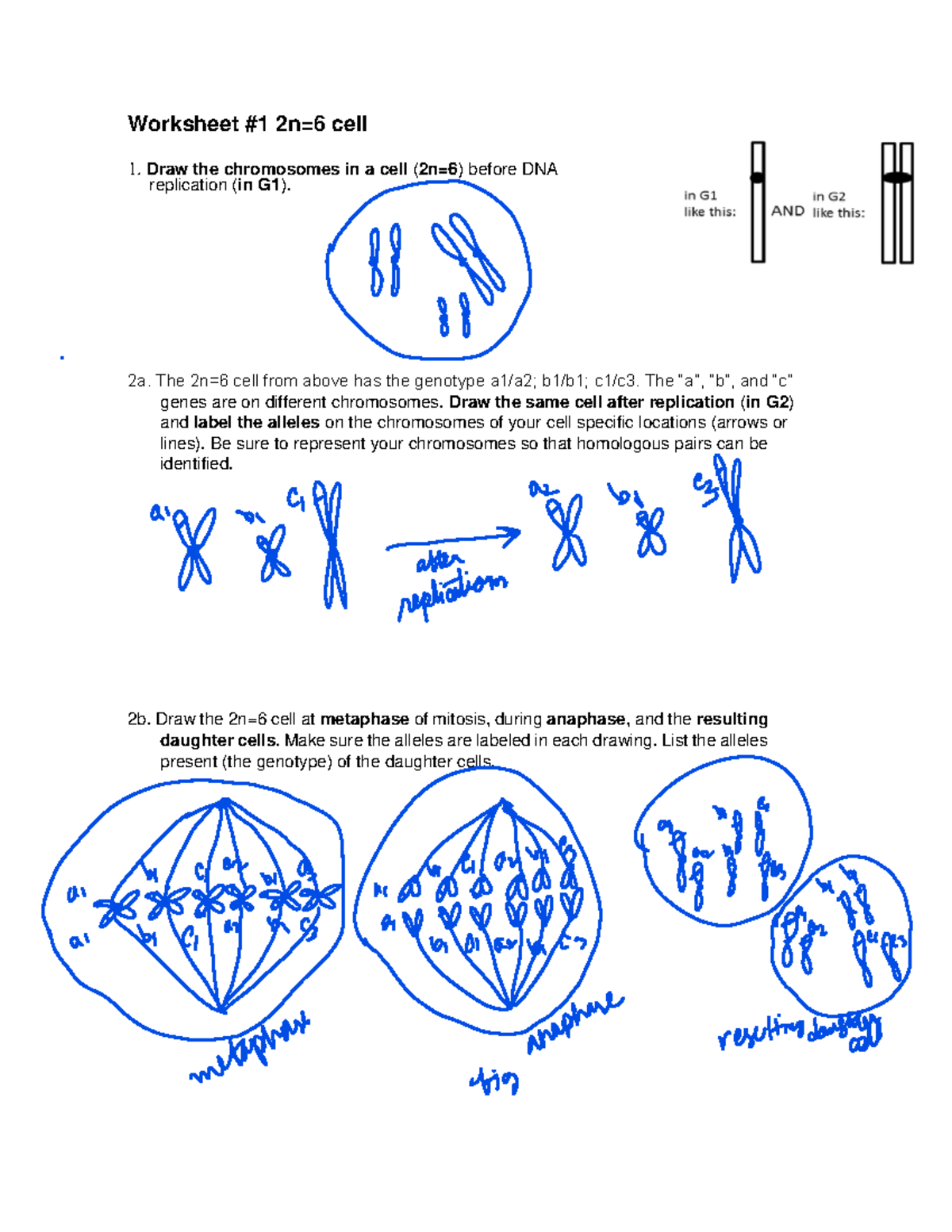 Biol121 worksheet 1 - Worksheet #1 2n=6 cell 1. Draw the chromosomes in ...