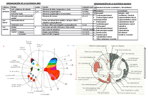 Via vestibular resumen - Vía vestibular Aparato receptor: se encuentra ...