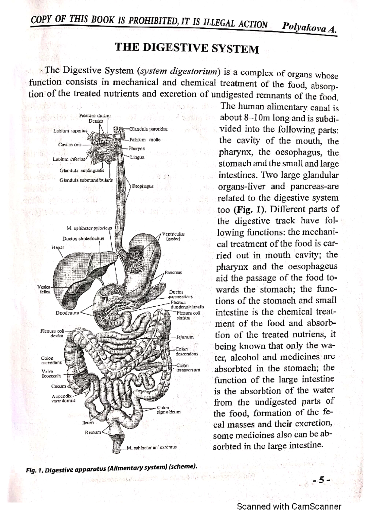 Digestive system - Anatomy - Doctor of Medicine - Studocu