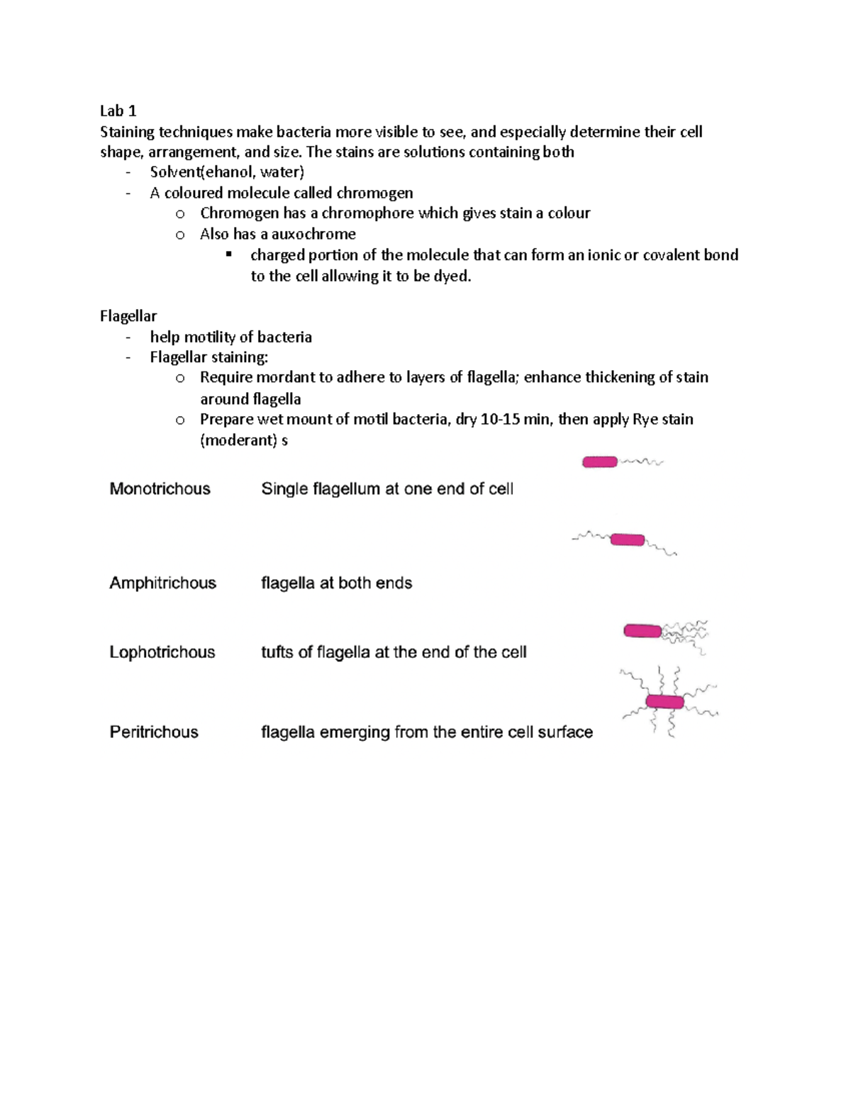 Lab notes - DFS - Lab 1 Staining techniques make bacteria more visible ...