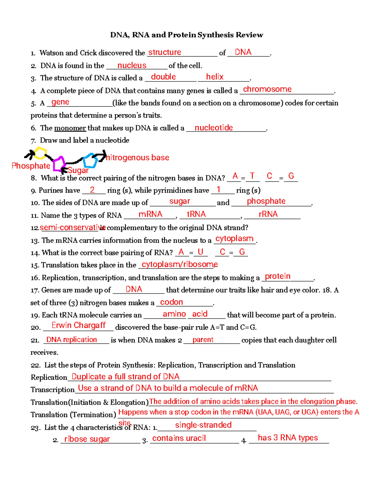 Kami Export - Angelina Lopez - Protein Syntheis Review Sheet - DNA, RNA ...
