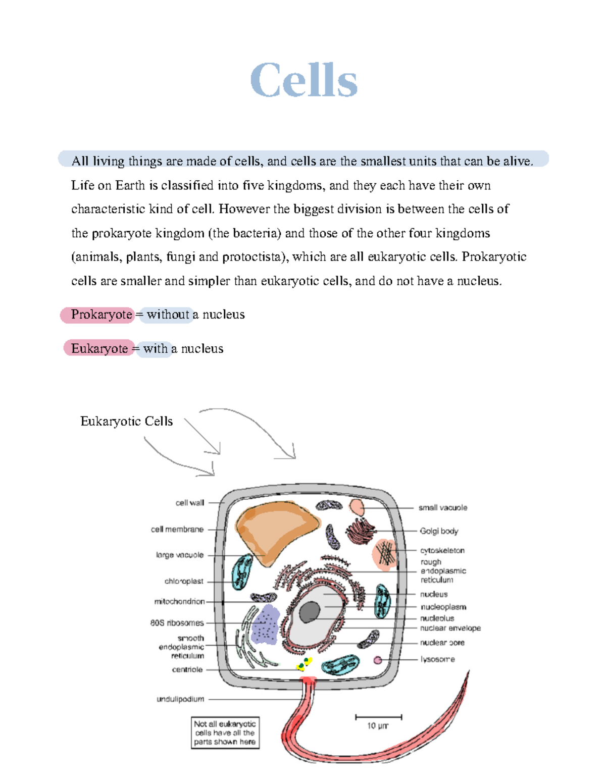 Cells structure and transport mechanisms - CELLS All living things are ...