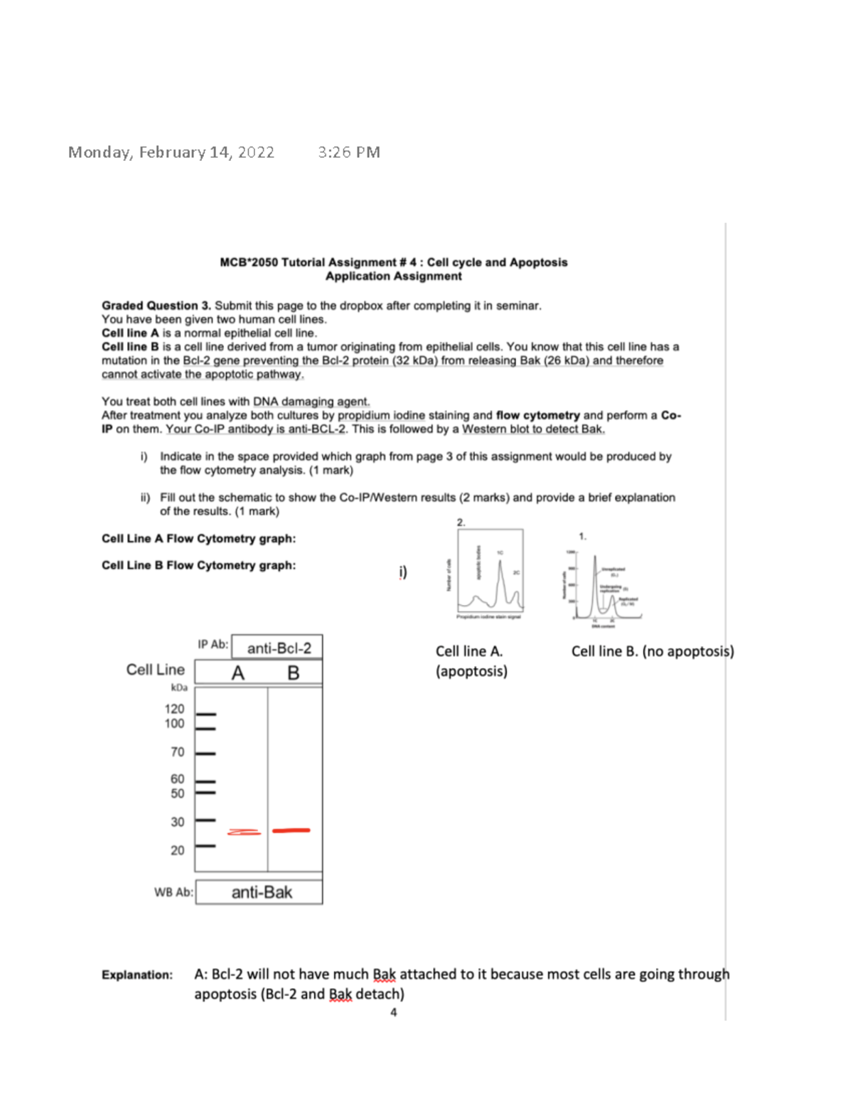 Seminar 4 completed graded question - MCB 2050 - Monday, February 14 ...