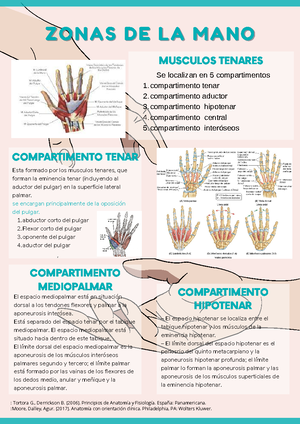Anatomía de la mano P2 - MUSCULOS DE LA MANO - Espacio mediopalmar: El ...