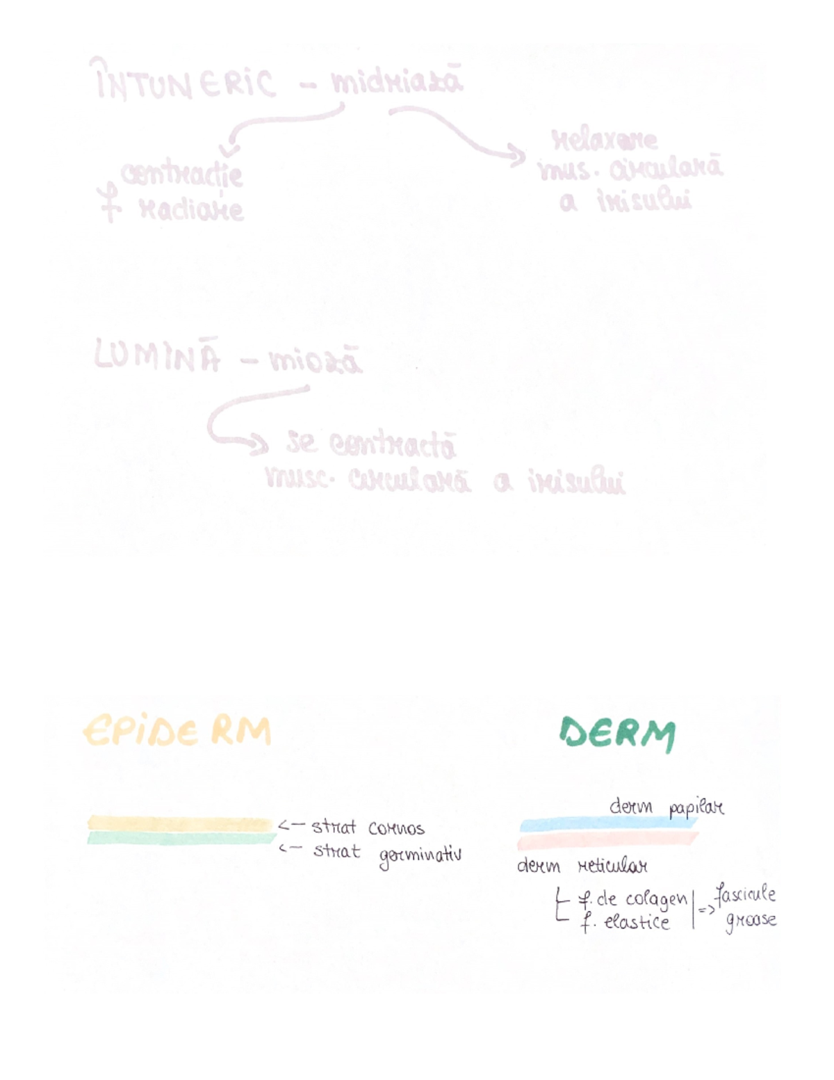 Desene analizatori si circulator - INTUNERIC - midriaza relaxare ...
