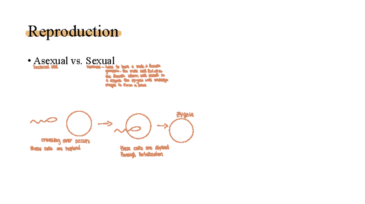 Lecture 10 - Notes - Reproduction Asexual vs. Sexual bacterial cell ...