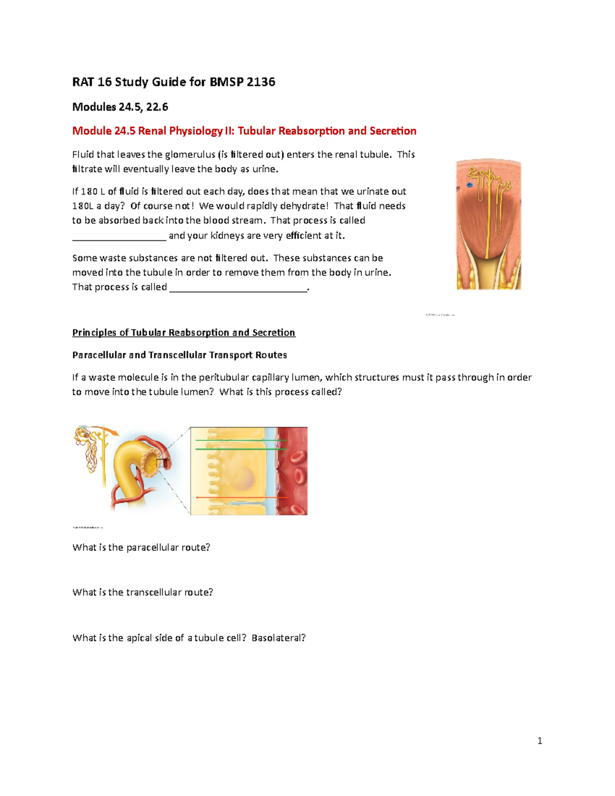 RAT 16 2nd E - study geuide - RAT 16 Study Guide for BMSP 2136 Modules ...