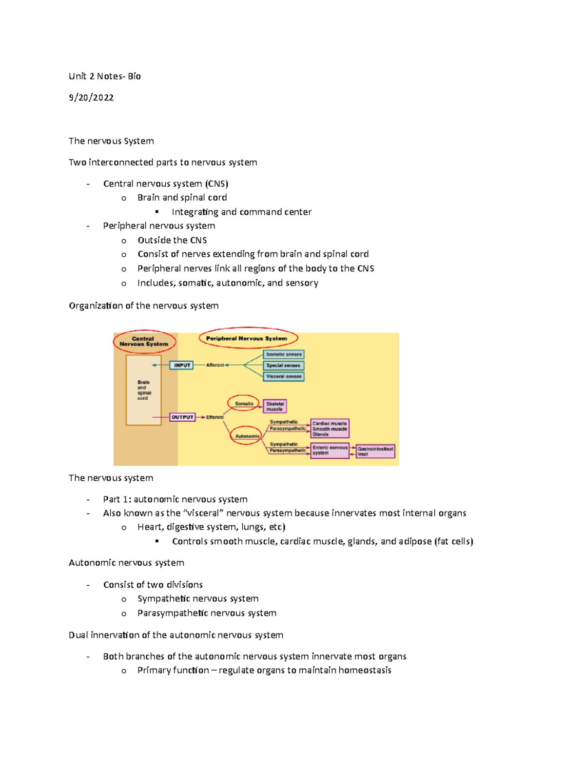 Unit 2 notes - Unit 2 Notes- Bio 9/20/ The nervous System Two ...