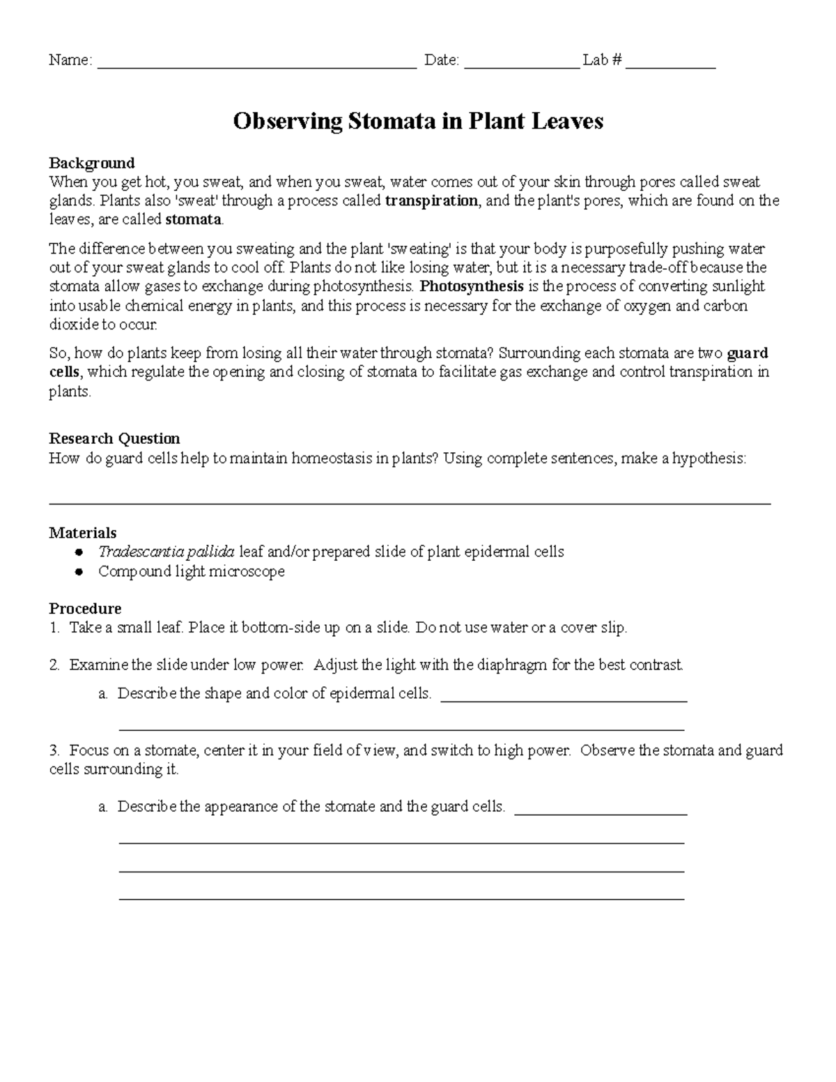 Observing Stomata in Plant Leaves Lab - Name ...