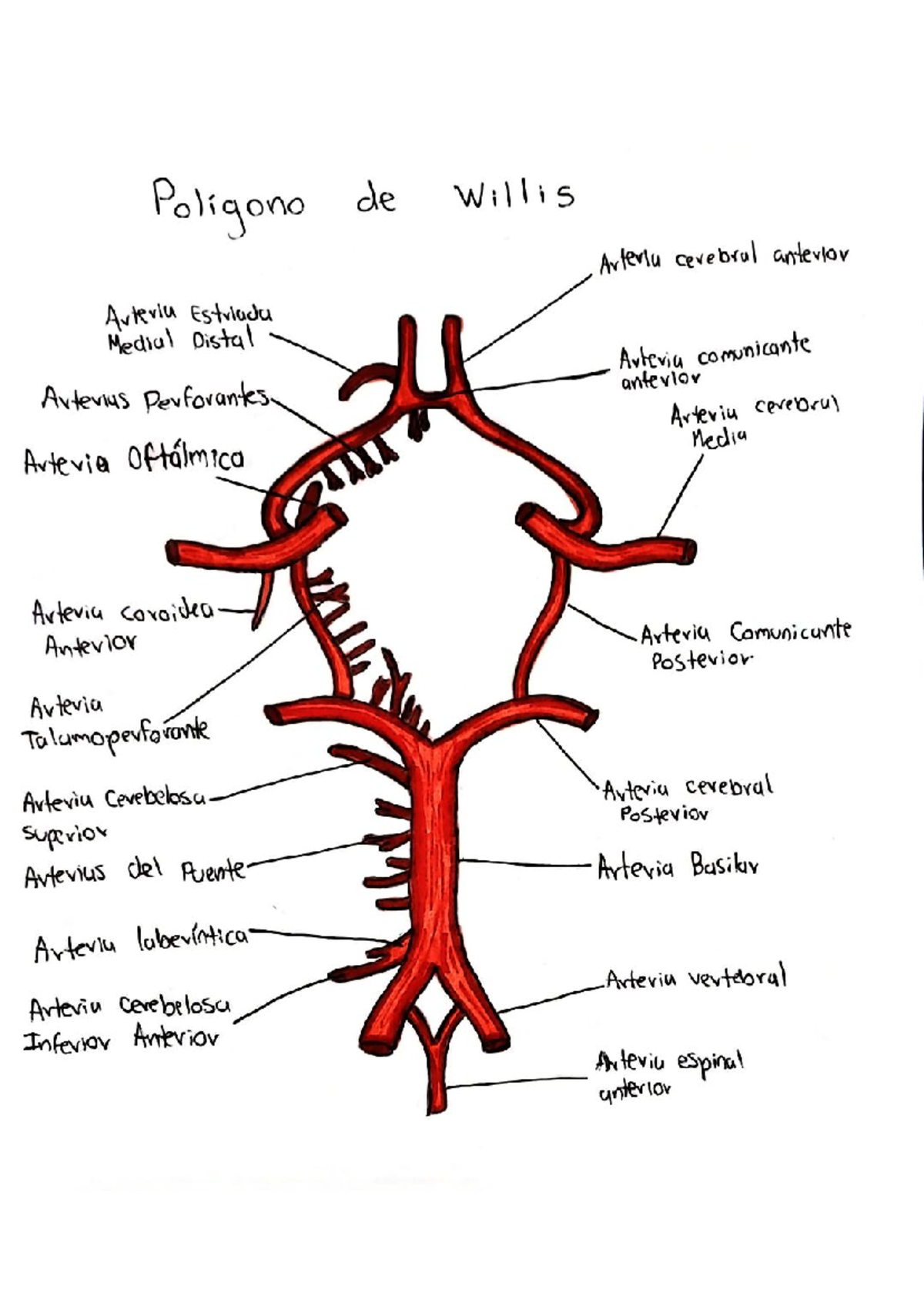 Polígono de willis dibujo - Neurologia - Studocu