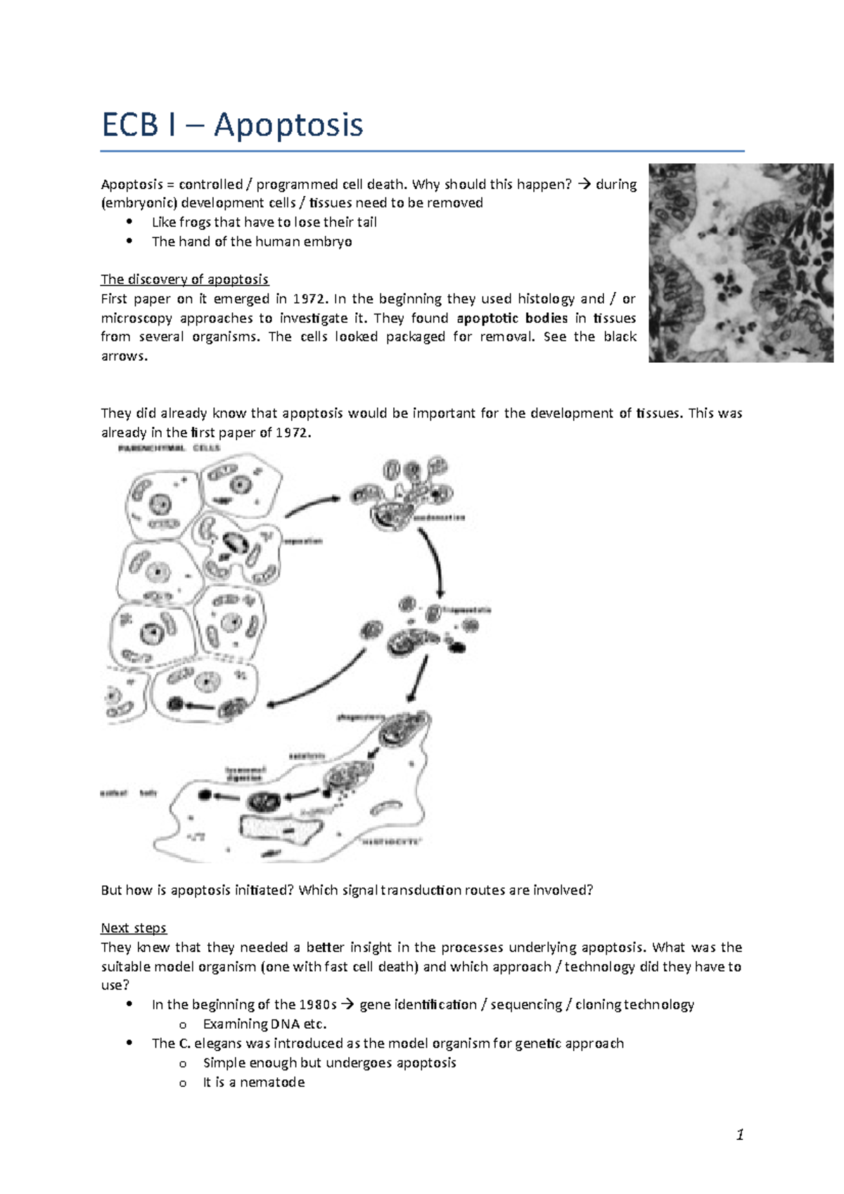 ECB I – Apoptosis - ECB I – Apoptosis Apoptosis = controlled ...