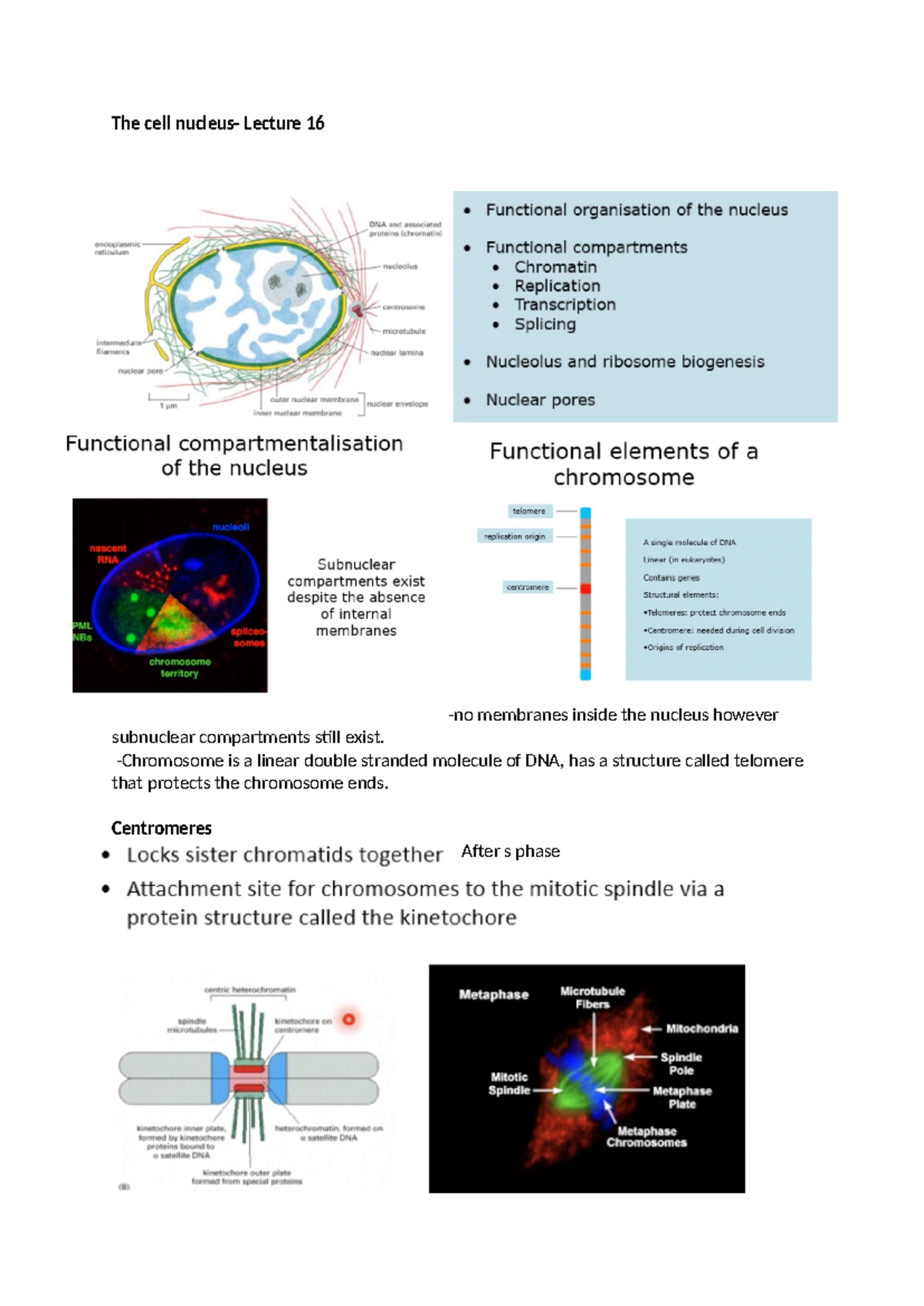 Cell Nucleus notes - PY3002 - The cell nucleus- Lecture 16 -no ...