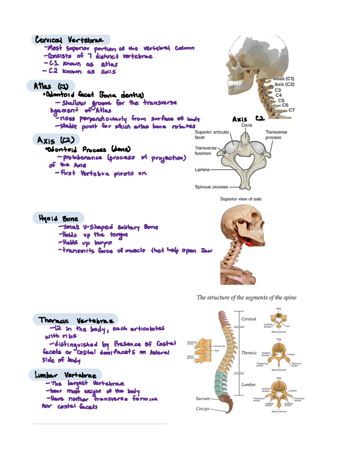 Vertebrae - Cervical Vertebrae Most superior portion ofthe vertebral ...
