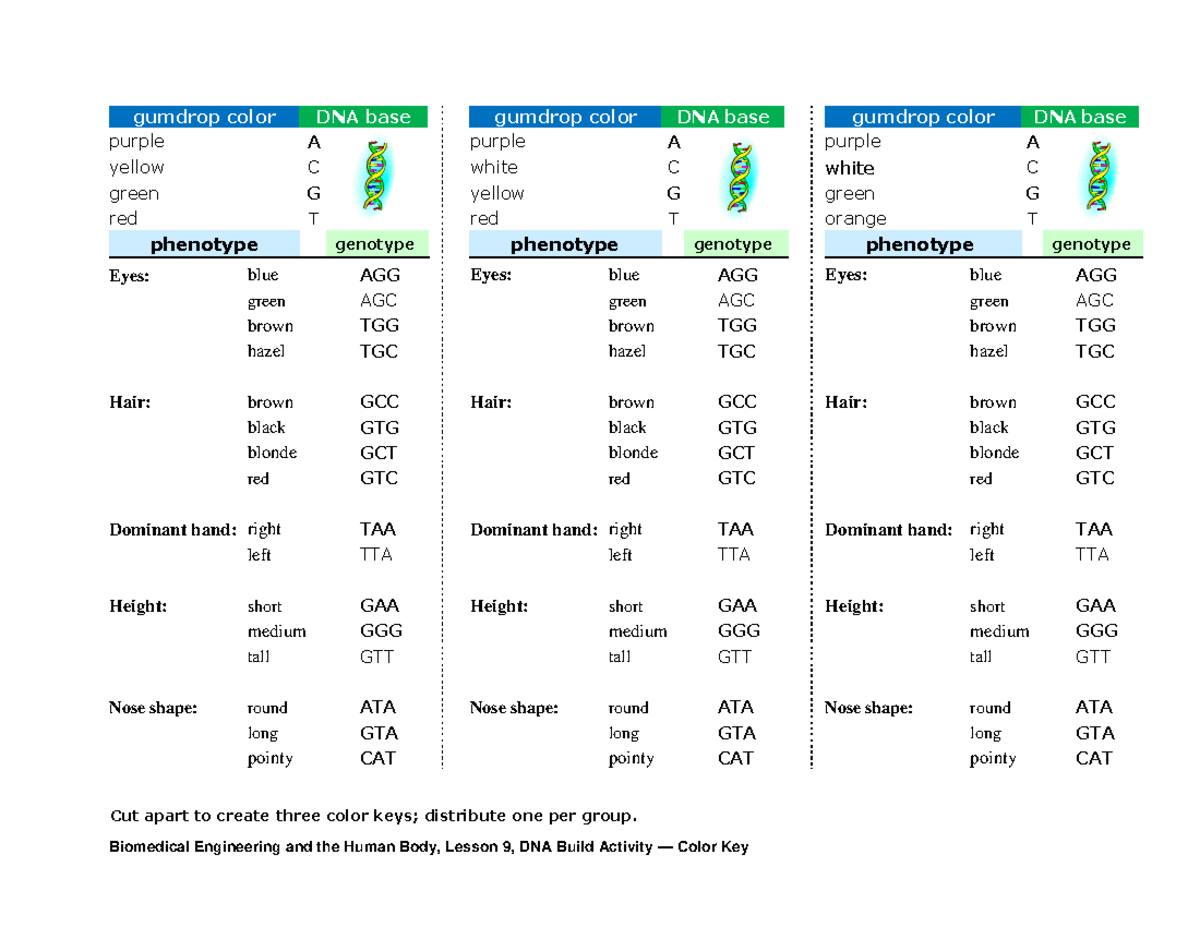 Color key - act in science - Biomedical Engineering and the Human Body ...