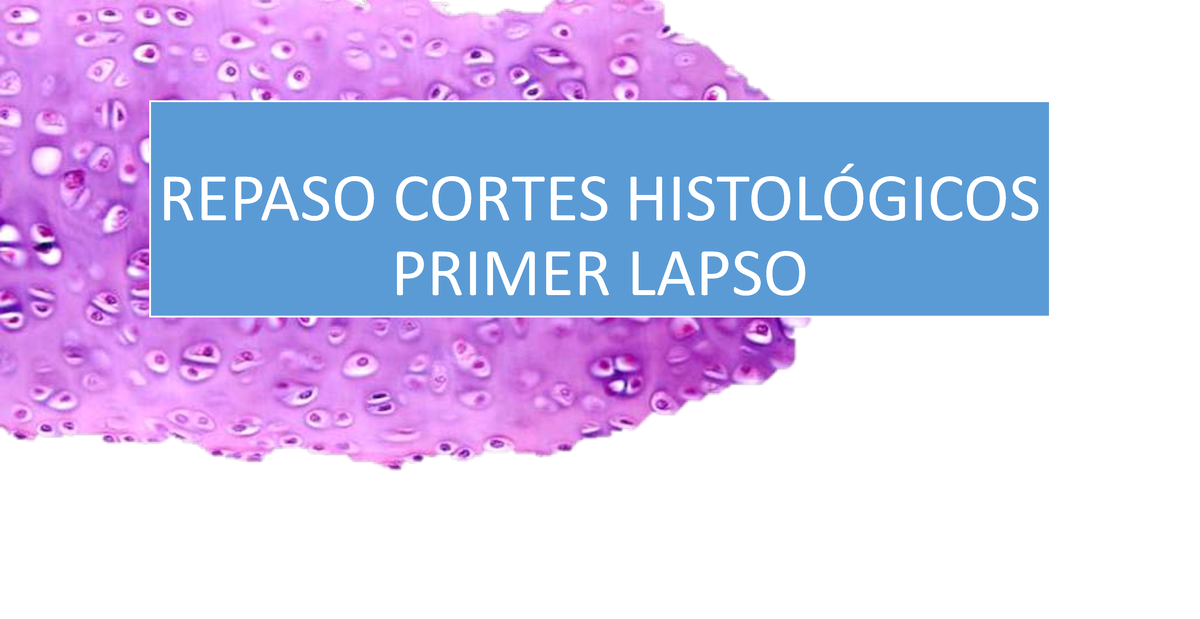 Repaso de cortes histologicos primer período histología - REPASO CORTES ...
