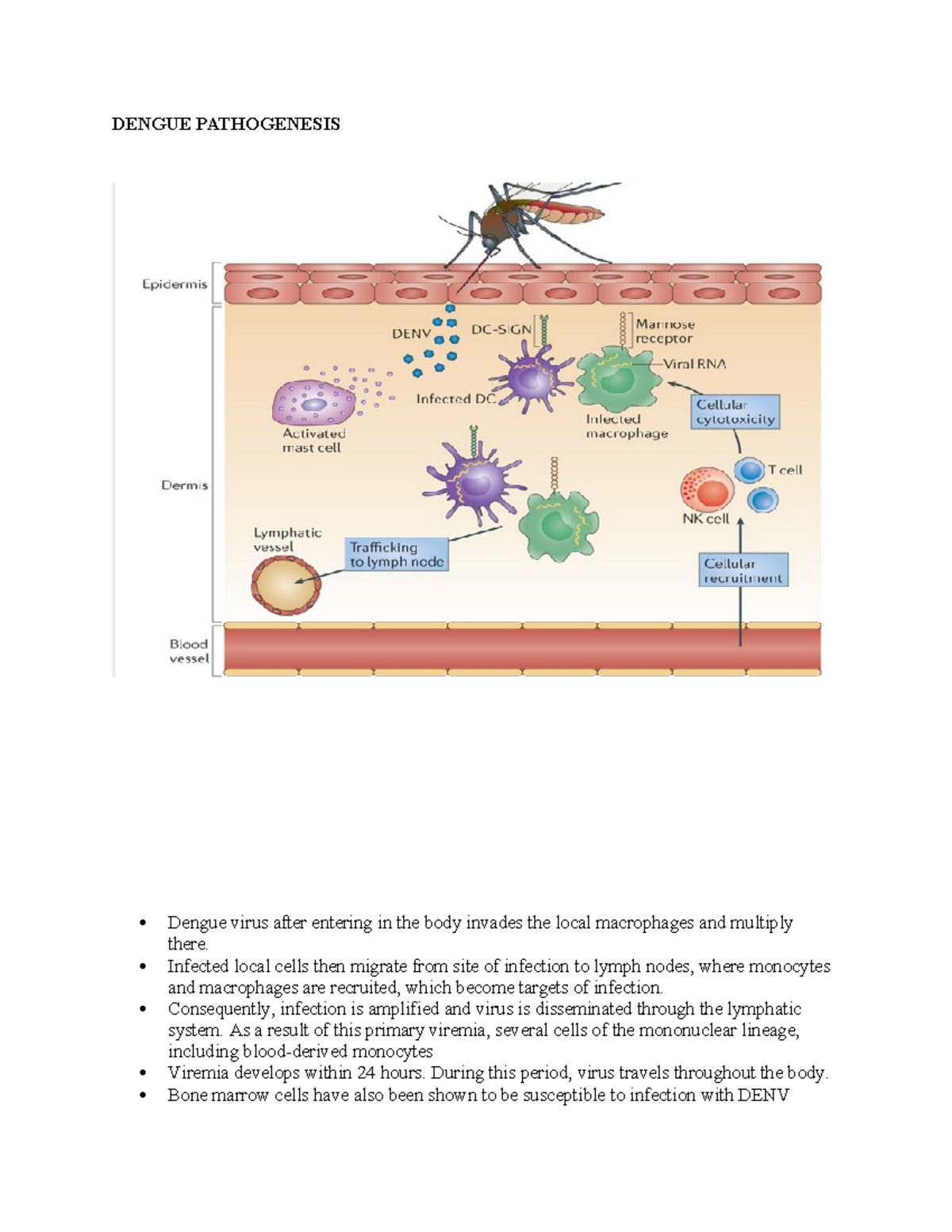Dengue Pathogenesis - n/a - DENGUE PATHOGENESIS Dengue virus after ...