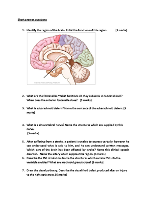 Answers to Week 4 Cerebral cortex (temporal and occipital lobe, basal ...