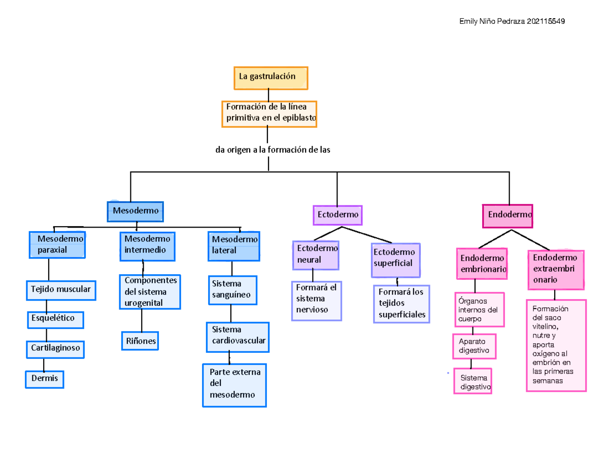 Embriología Taller - Embrio - La gastrulación Mesodermo Ectodermo ...