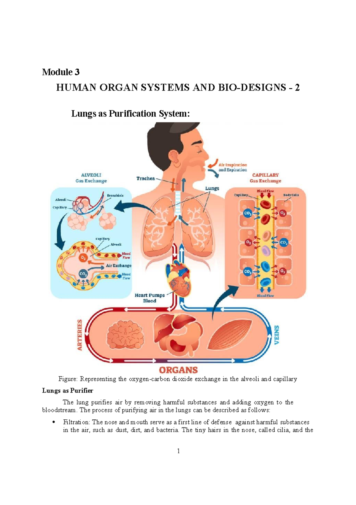 Module 3 21BE45 Biology for Engineers 28 pages - 1 Module 3 HUMAN ORGAN ...