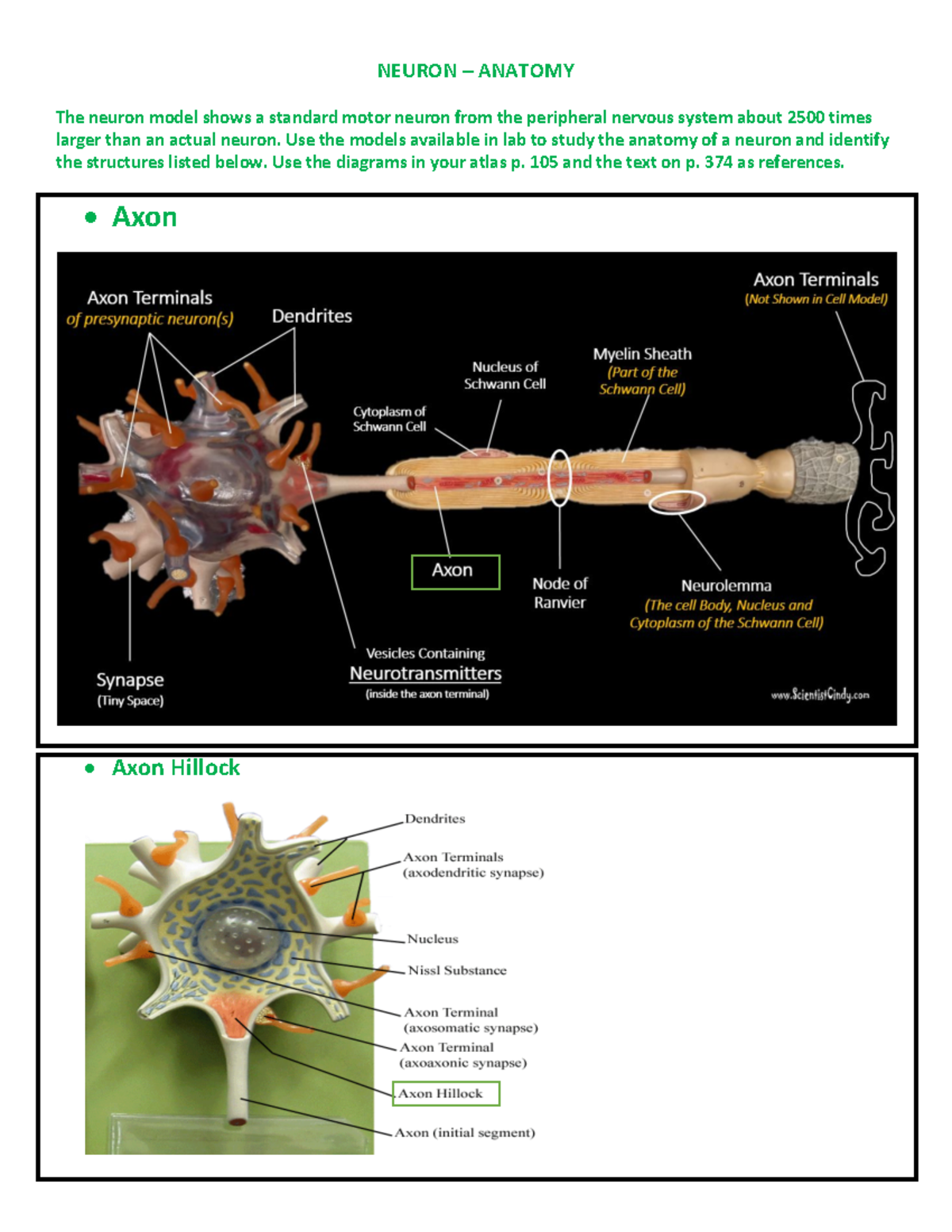 Lab 7 copy - notes - NEURON – ANATOMY The neuron model shows a standard ...