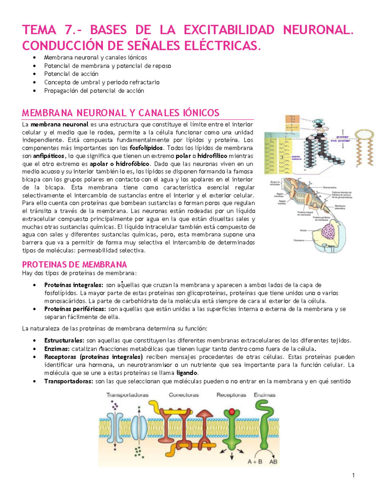 Tema 7 - Apuntes de Mariluz - TEMA 7.- BASES DE LA EXCITABILIDAD ...