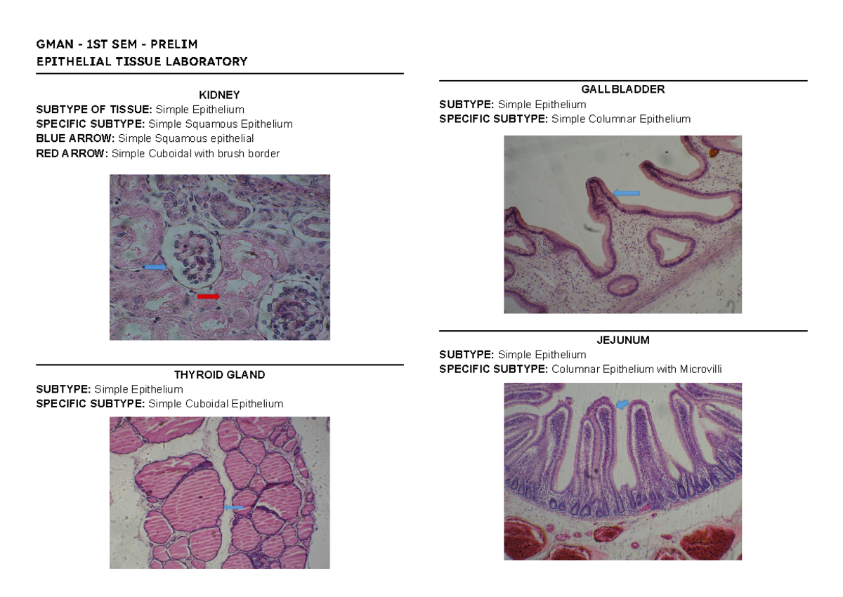 GMAN Epithelial Tissue LAB - GMAN - 1ST SEM - PRELIM EPITHELIAL TISSUE ...