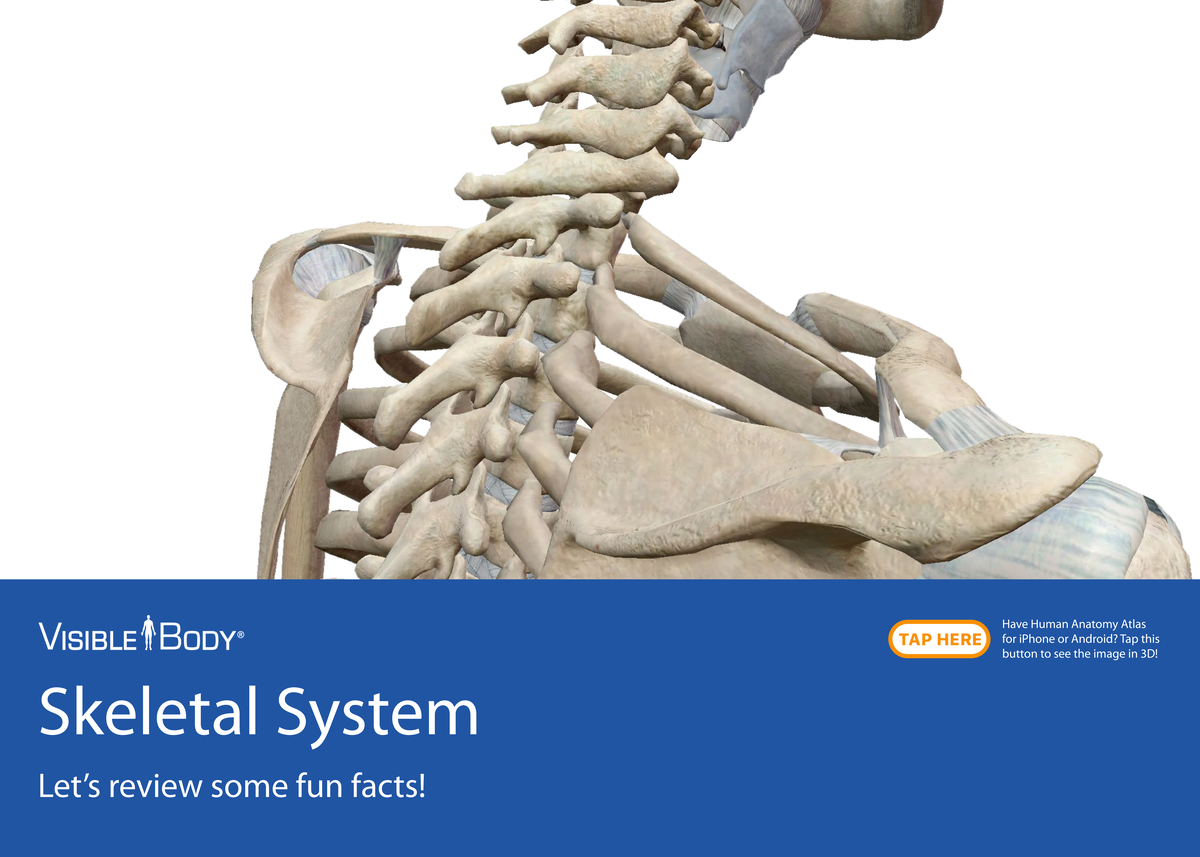 VB Skeletal System Fun Facts 2017 - Skeletal System Let’s review some ...
