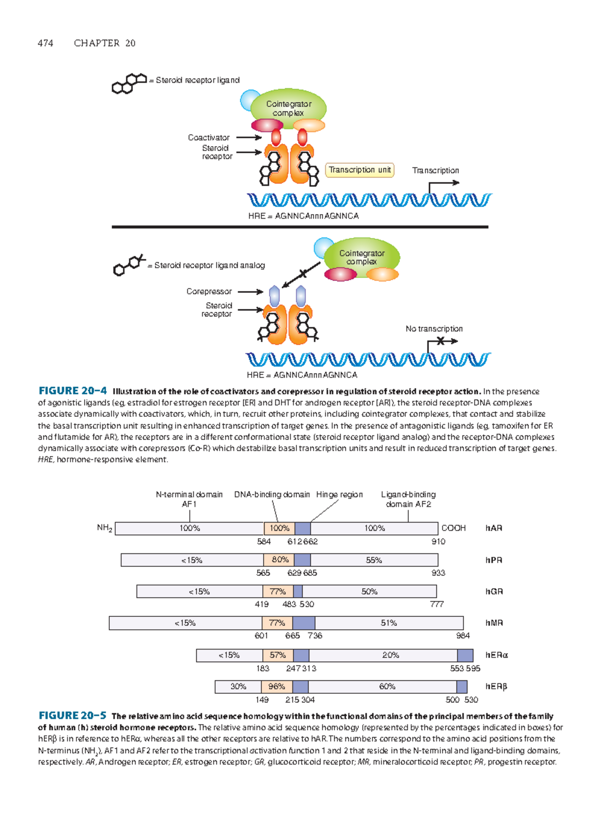 Basic Science of Oncology 5th-163 - 474 CHAPTER 20 Cointegrator complex ...