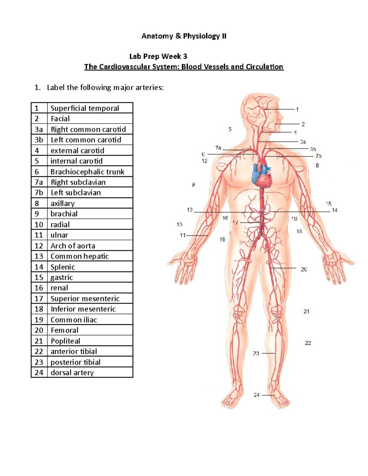 A P Lab Prep Blood Vessels Anatomy Physiology II Lab Prep Week 3 