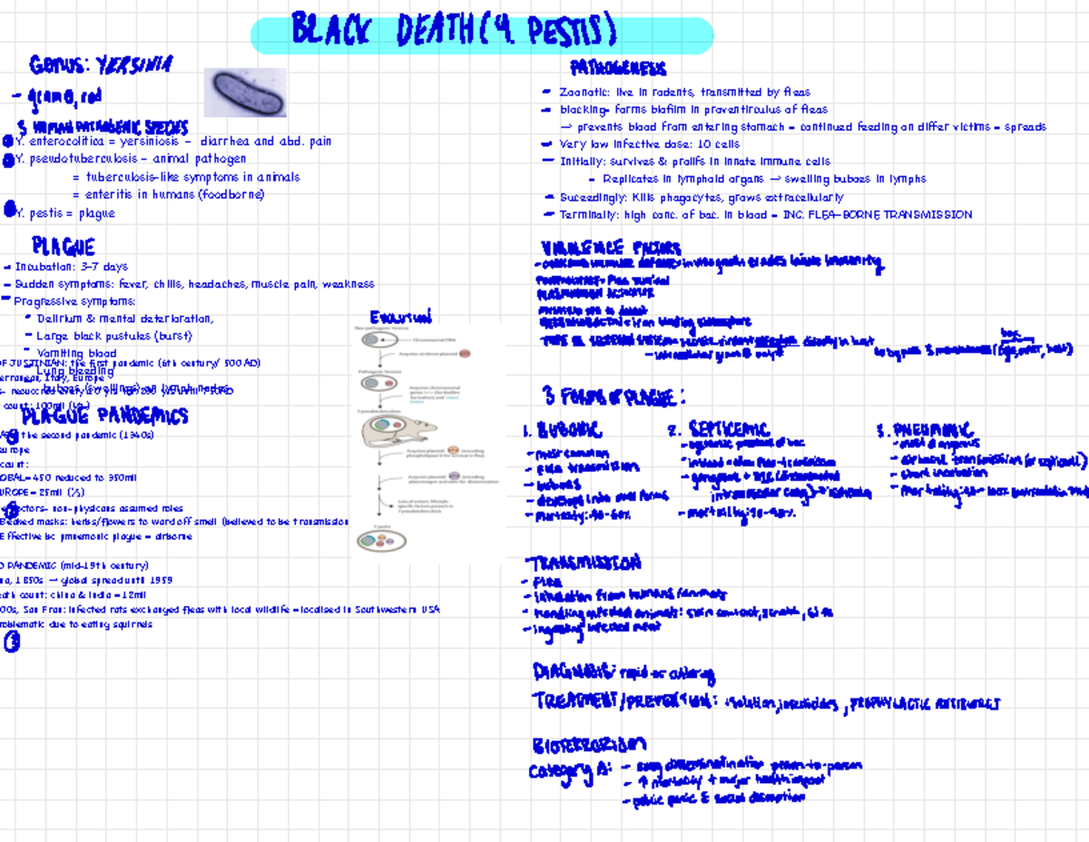 Black Death Notes - Summary/exam review of the lecture - Y ...