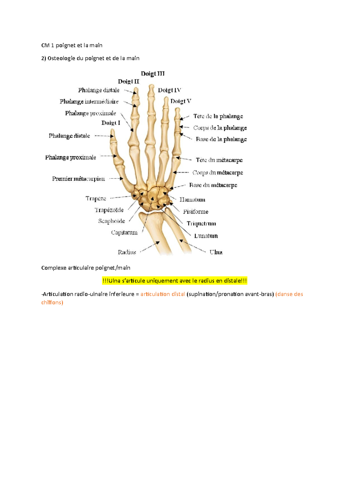 CM1 poignet et la main - PERMET D'EN APPRENDRE UN PEU PLUS - CM 1 ...