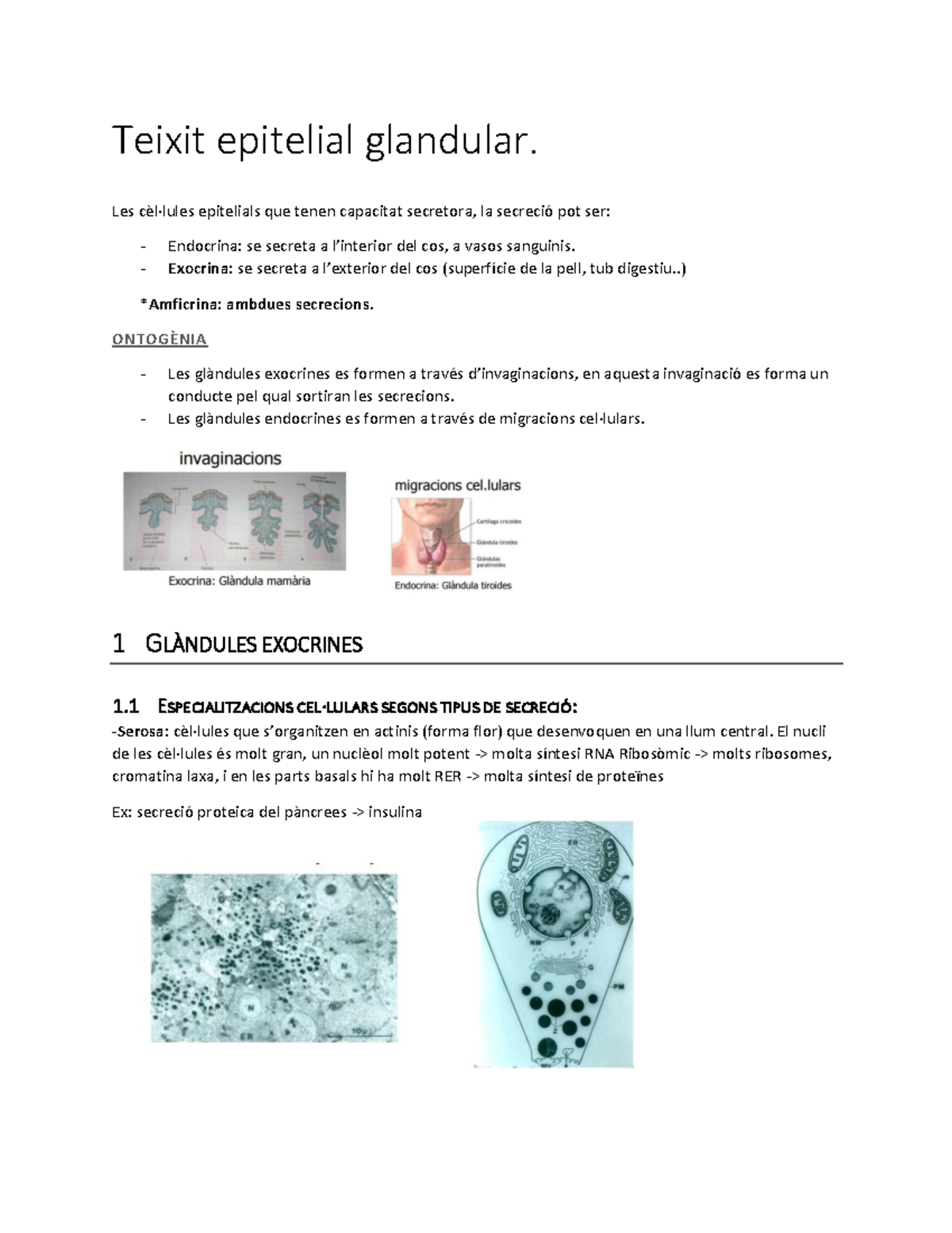 Teixit epitelial glandular - Les epitelials que tenen capacitat ...