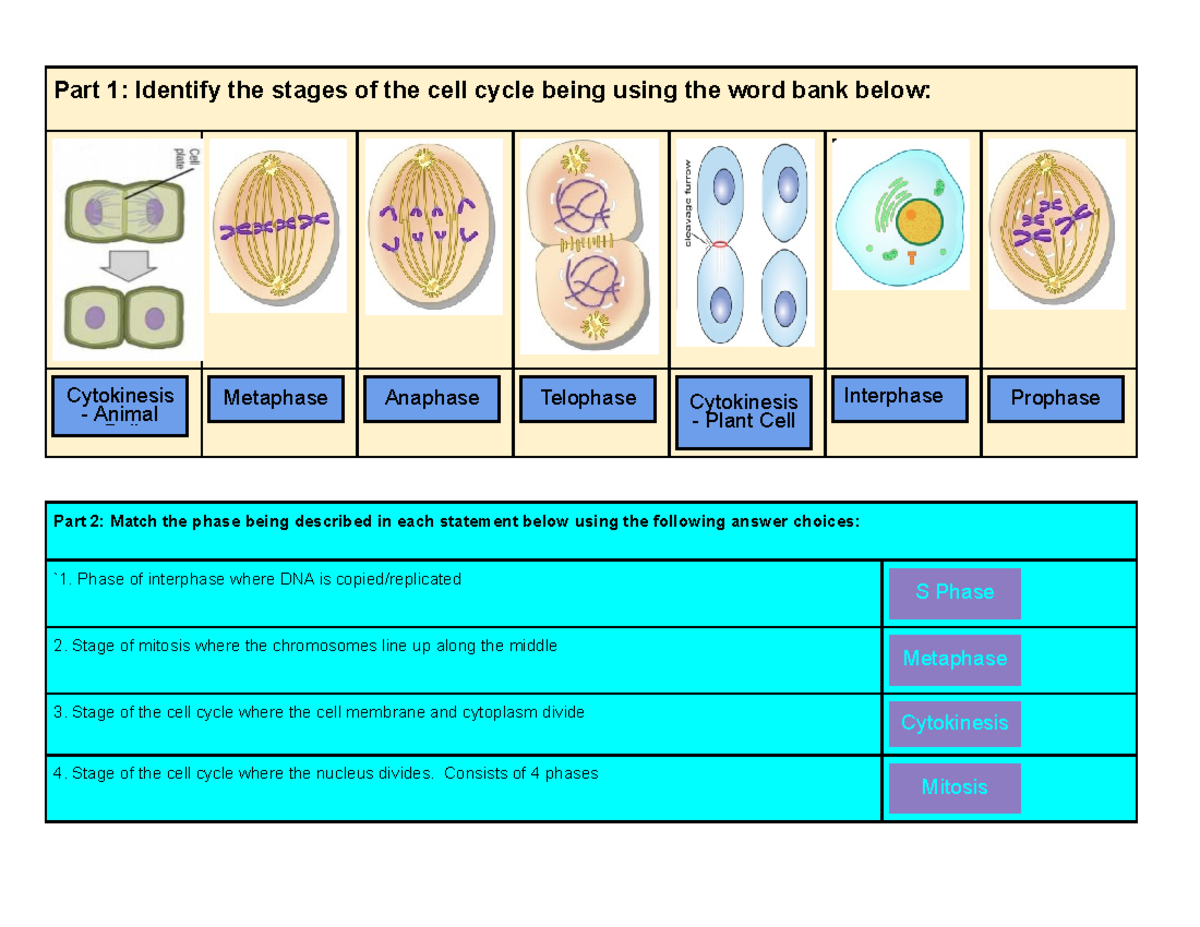 Warm Up Cell Cycle Part 1 Identify The Stages Of The Cell Cycle warm-up-cell-cycle-part-1-identify-the-stages-of-the-cell-cycle
