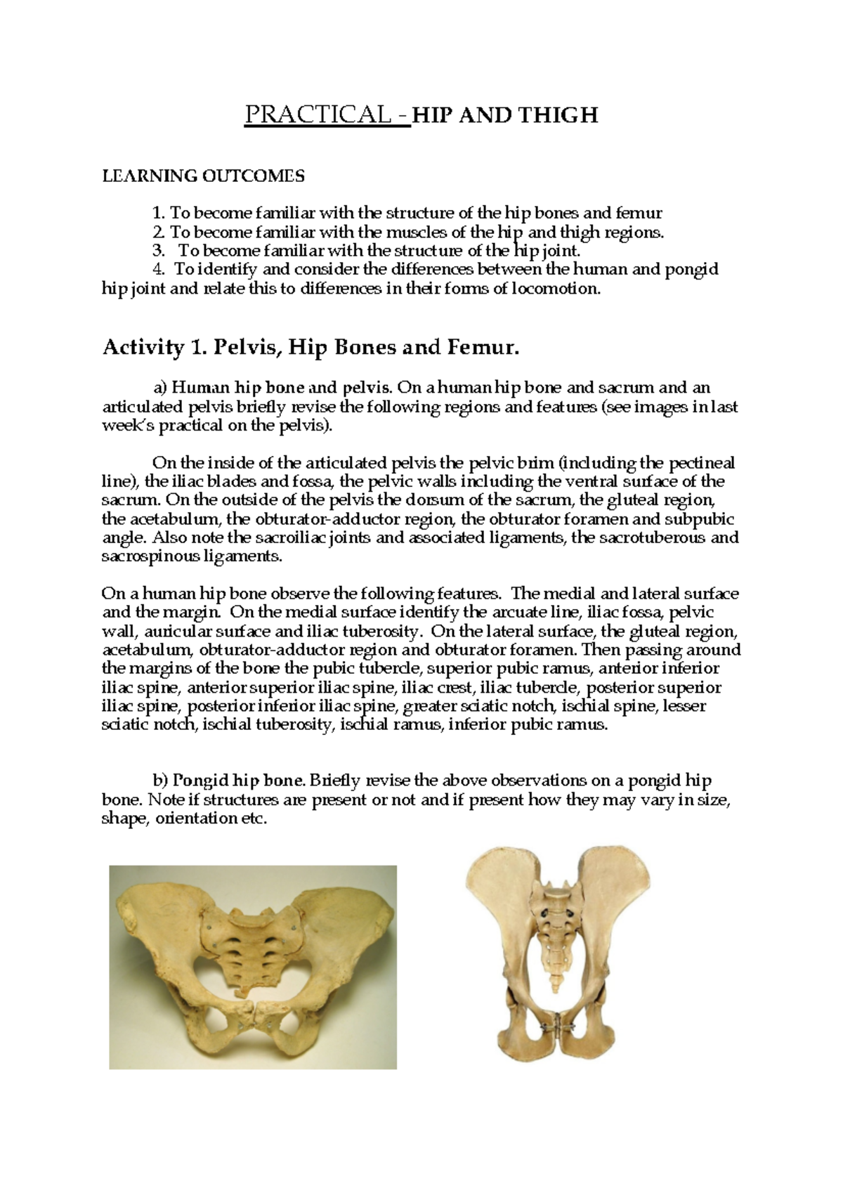 PRAC - HIP & Thigh - Prac notes - PRACTICAL - HIP AND THIGH LEARNING ...