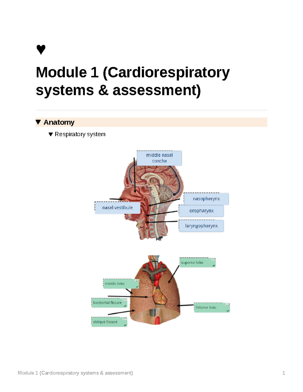 PHS301 Module 1 (Cardiorespiratory systems assessment) - ♥ Module 1 ...