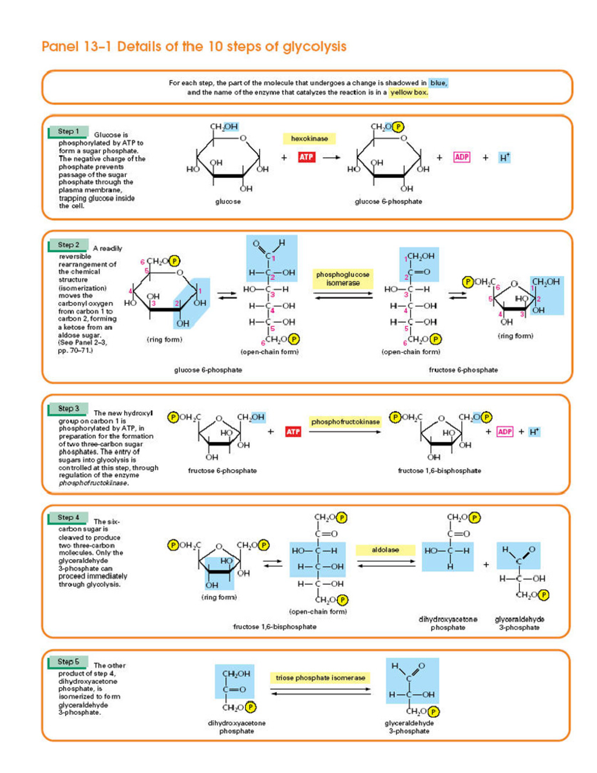 04 - Glycolysis Handout - Bio 1A03 - Studocu