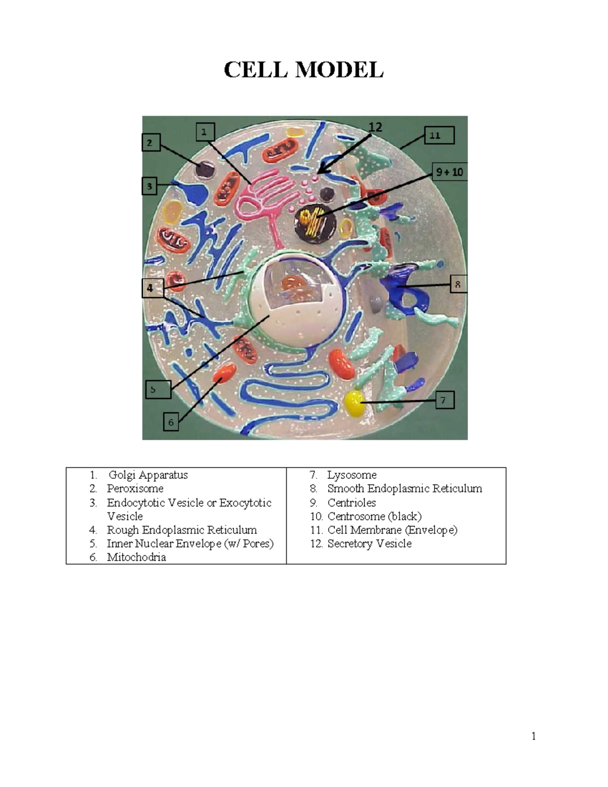 AHS 131 Lab Supplement Spring 2016 - CELL MODEL 1. Golgi Apparatus 2 ...