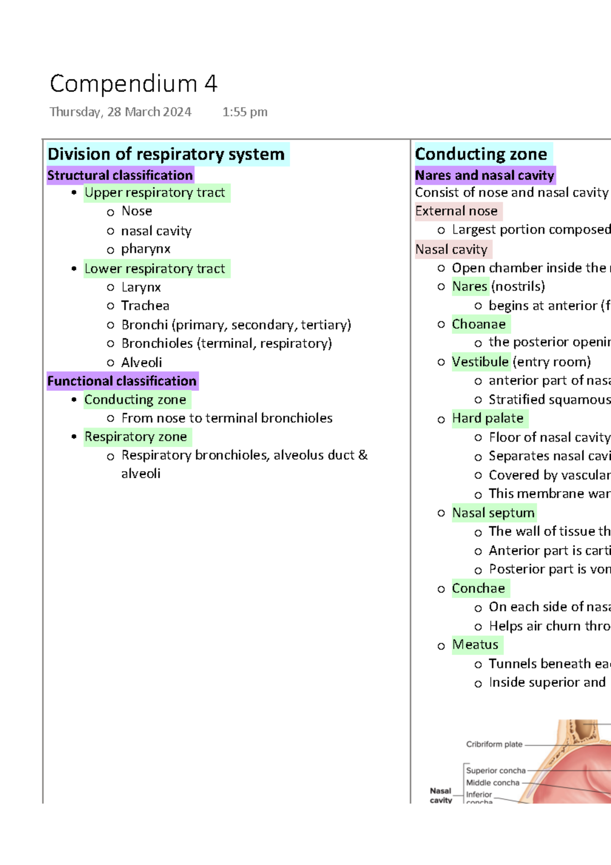 Compendium 4 - Division of respiratory system Structural classification ...