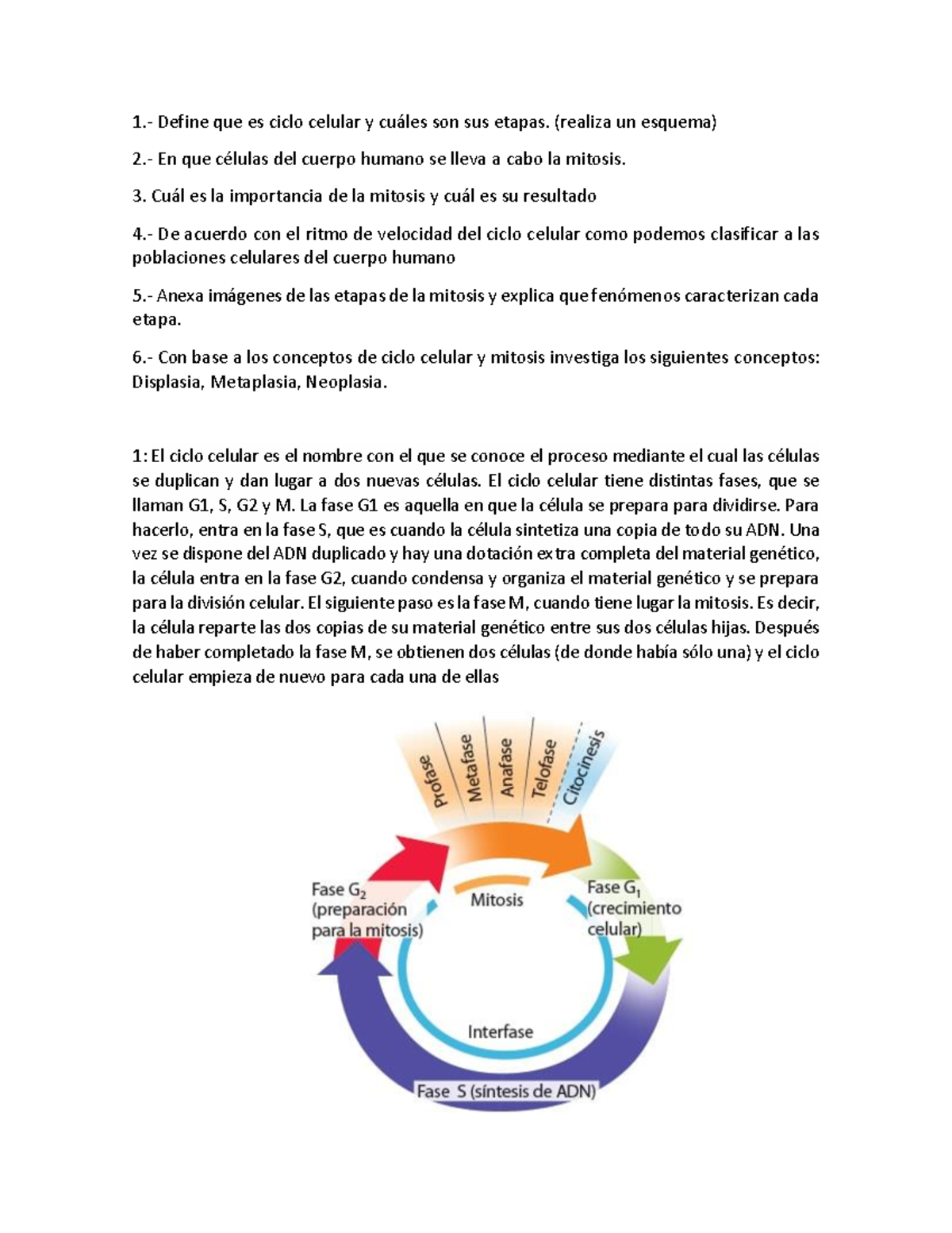 Ciclo Celular Y Mitosis - Warning: TT: undefined function: 32 1.- Define que es ciclo celular y ...