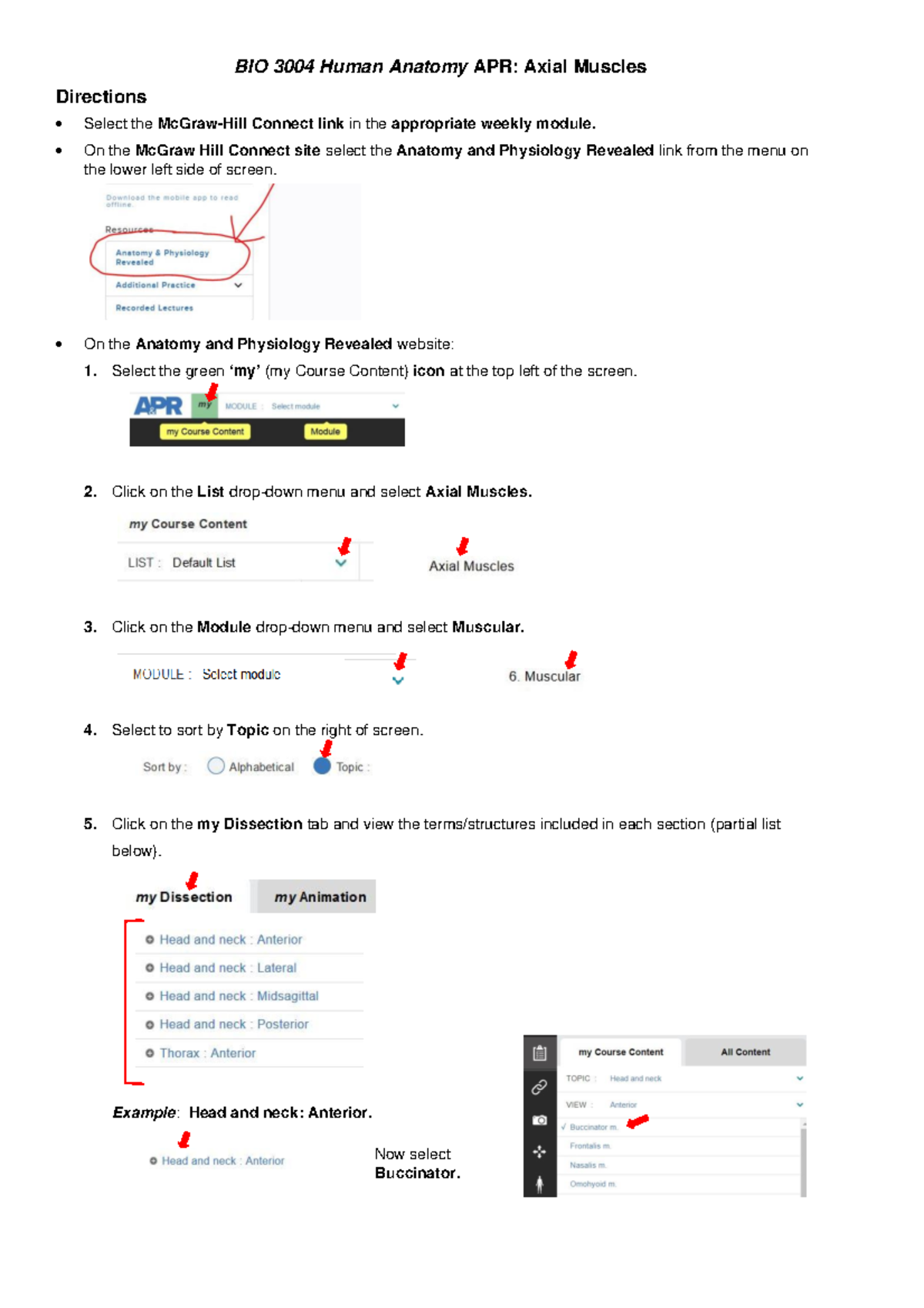 BIO 3004 APR Lab Guide Axial Muscles - BIO 3004 Human Anatomy APR ...