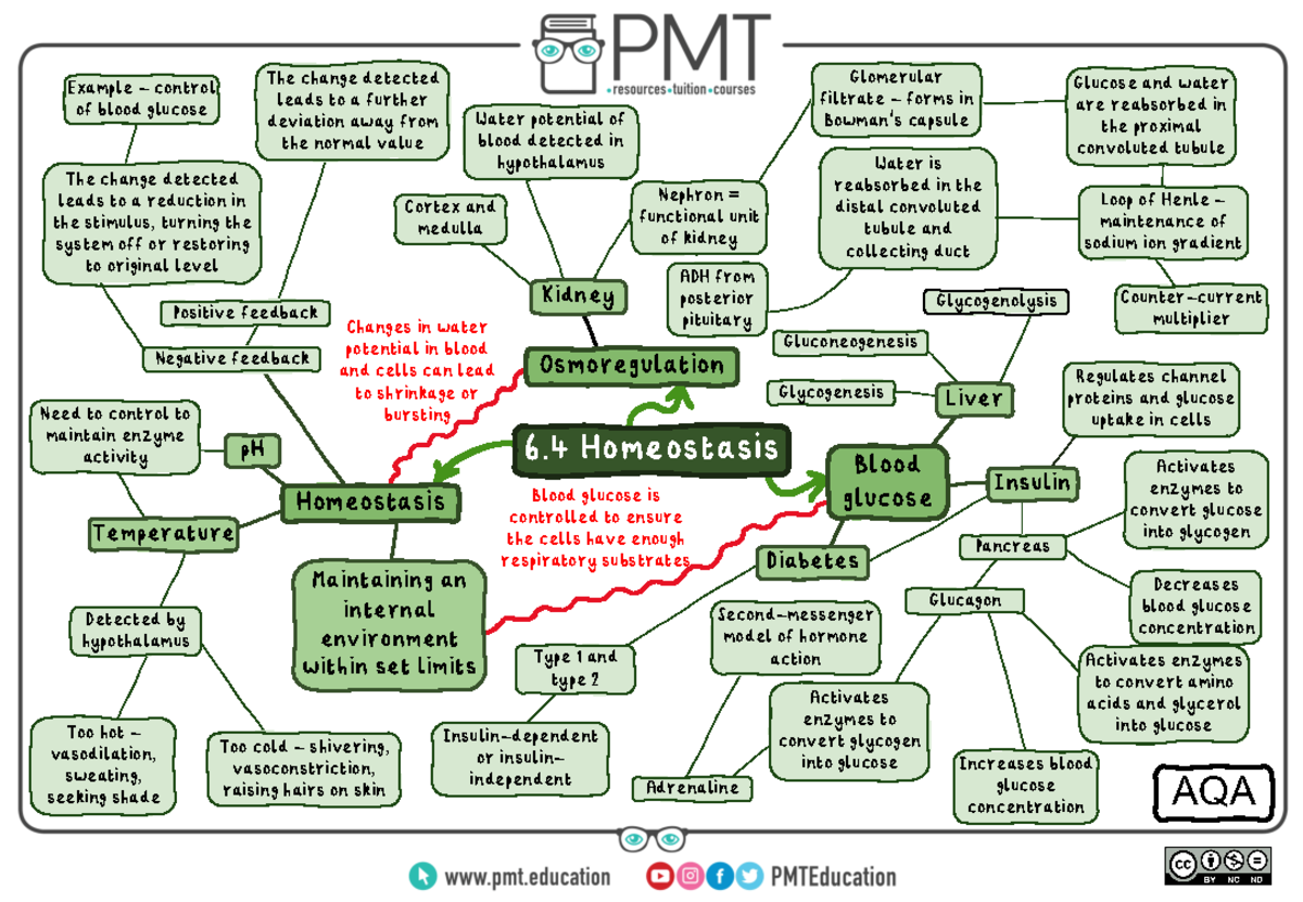 Mind map bio bioscience - Osmoregulation Blood Homeostasis glucose 6 ...