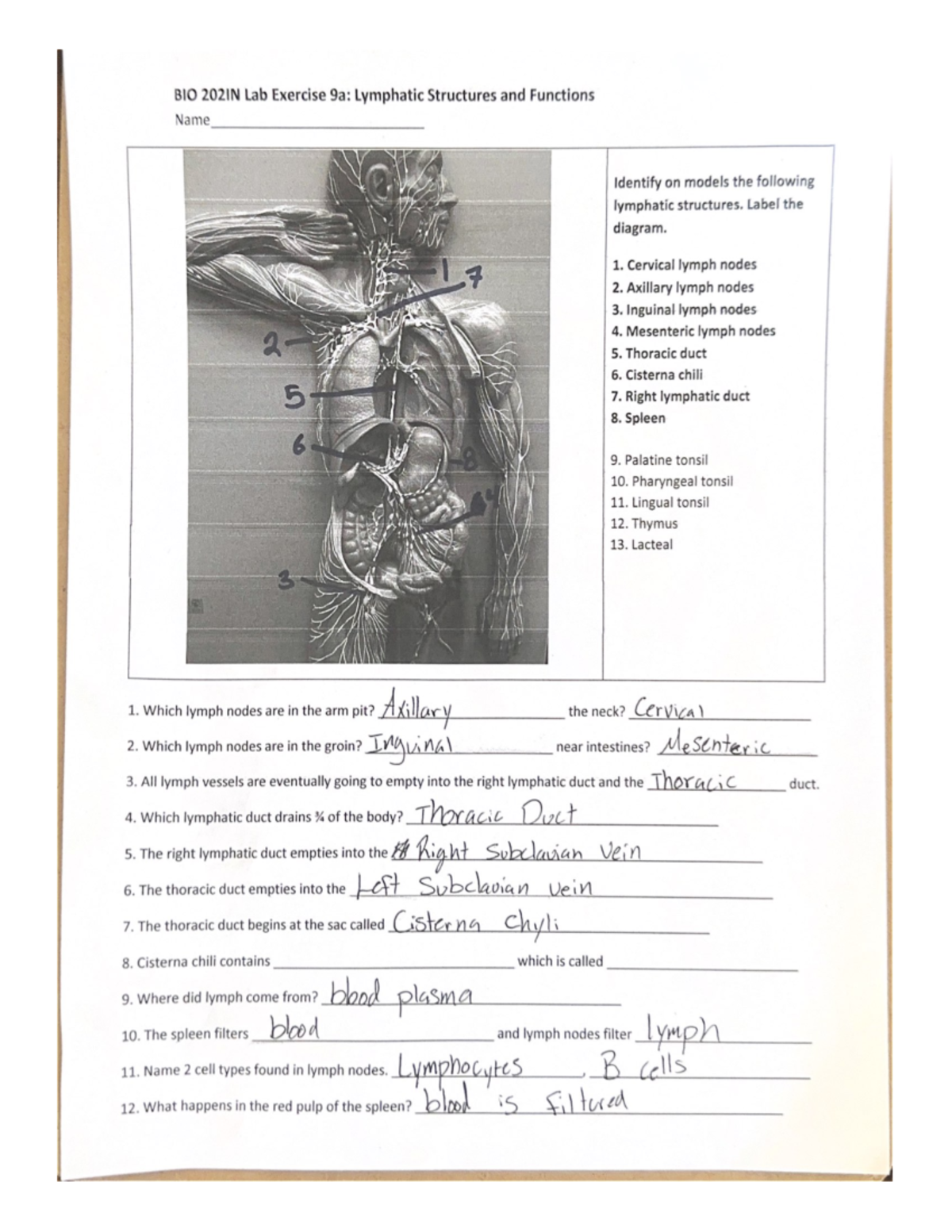 BIO 202IN Lab Exercise 9a Lymphatic Structures and Functions - Label ...