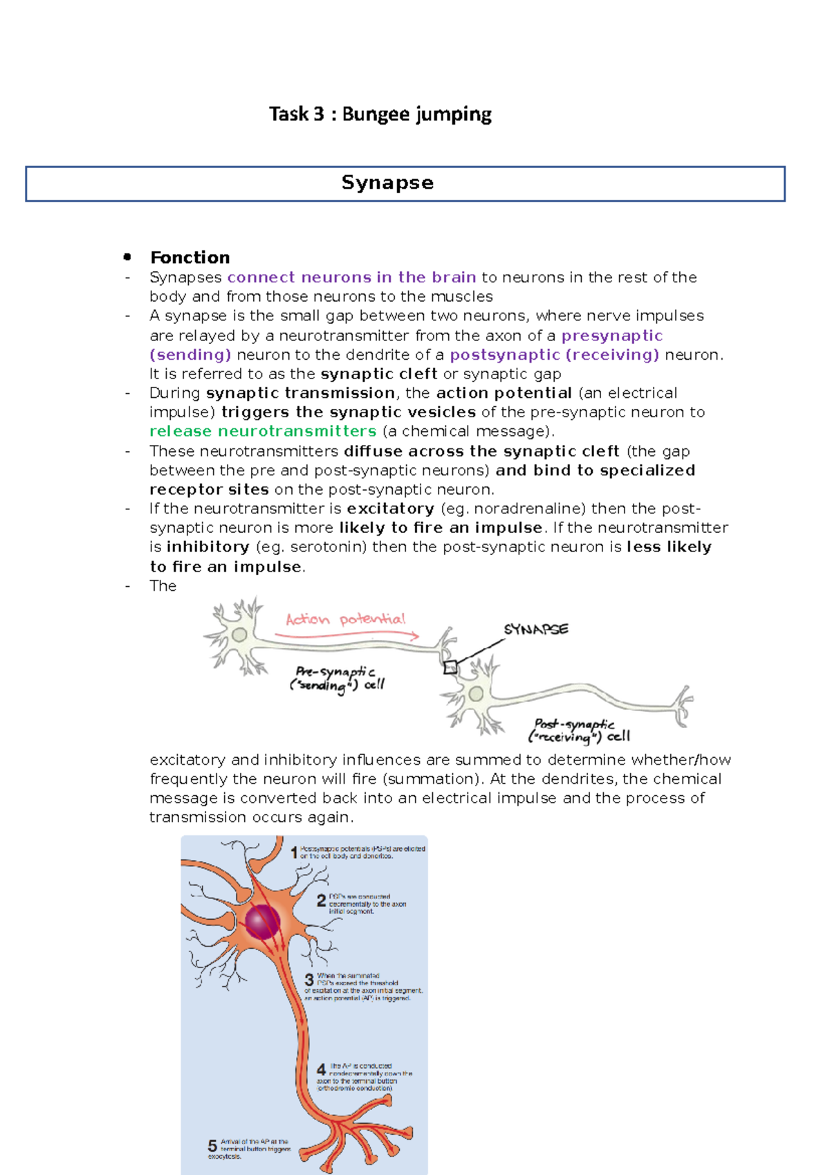 Task 3 - The Sensorimotor System - Task 3 : Bungee jumping Synapse Fonction Synapses connect ...