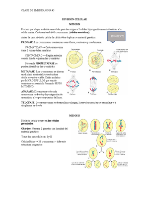 Resumen Malformaciones Congenitas AP - EmbriologÌa Malformaciones ...