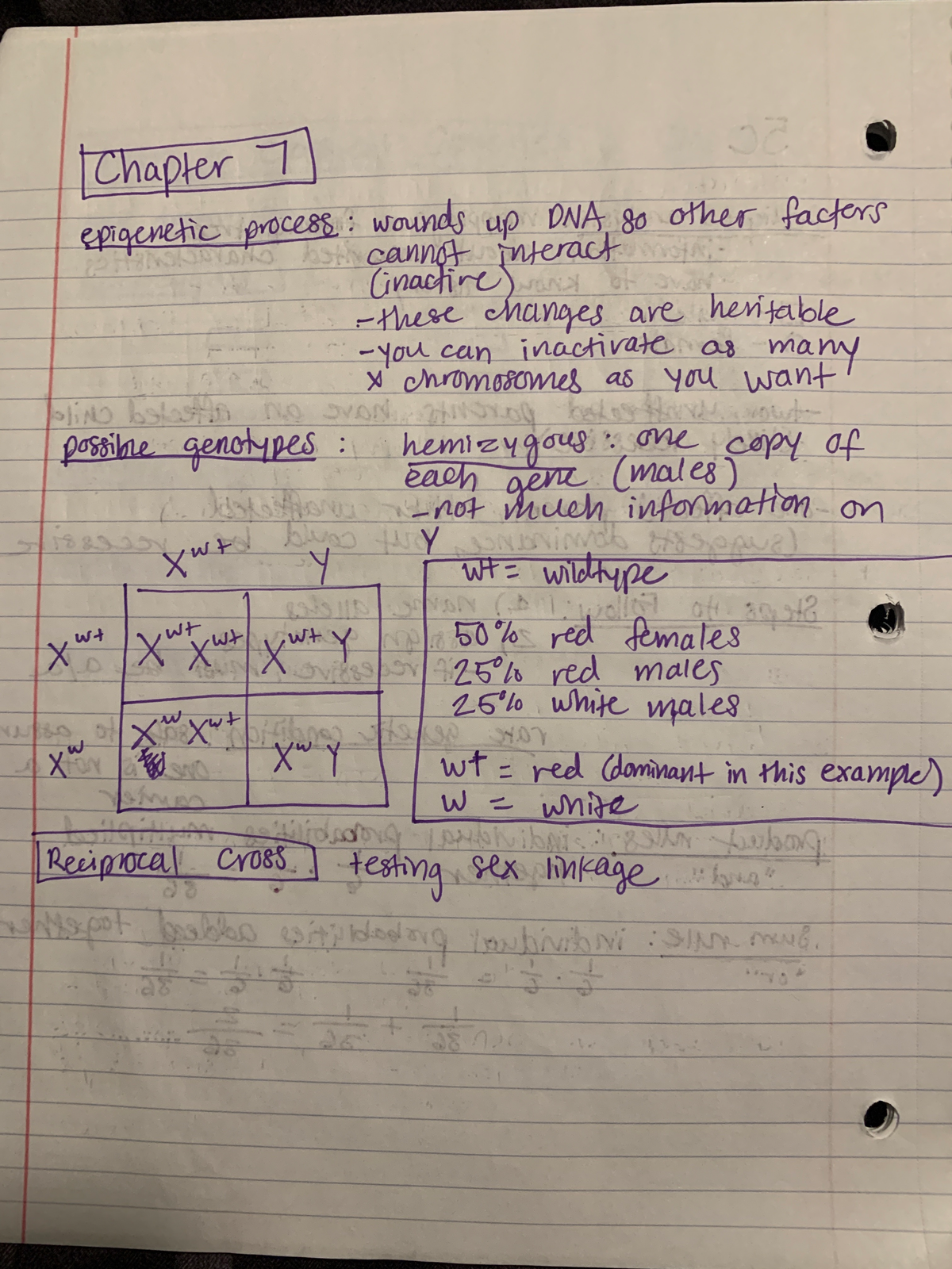 Genetics Chapter 7 - BIO 240 - Studocu
