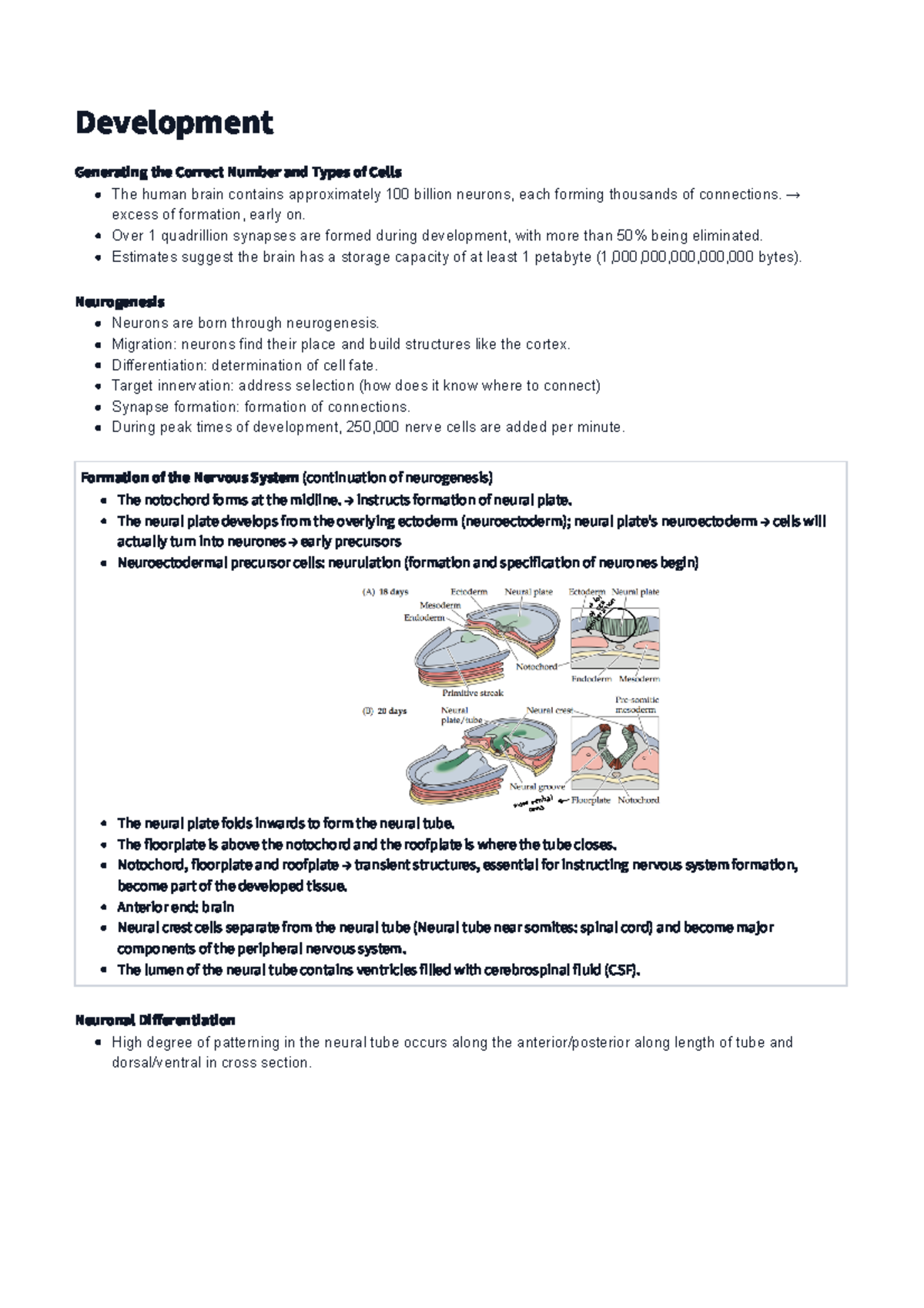 Development - Summary Neuroscience - Development Generating the Correct ...