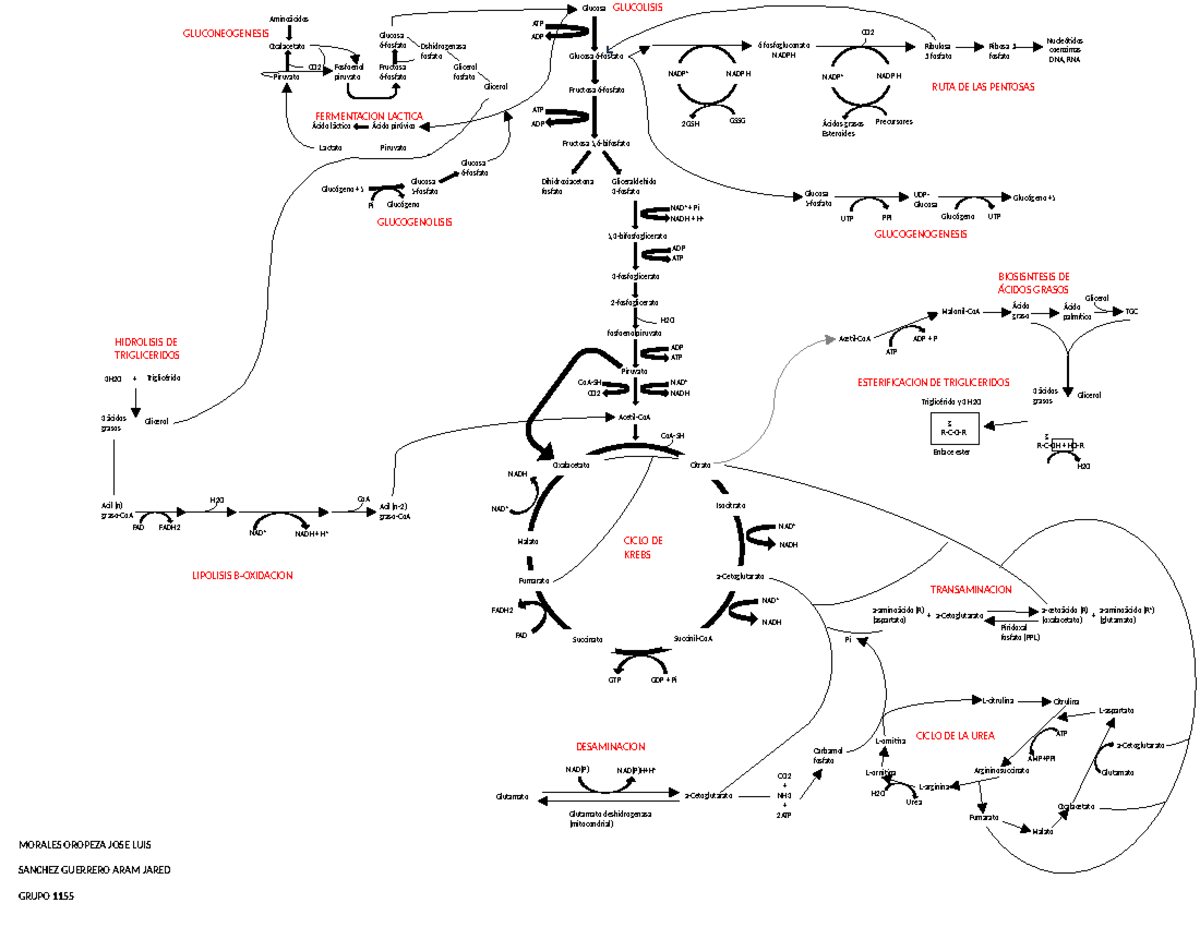 Rutas metabolicas mapa bioq - Glucosa Glucosa 6-fostato Fructosa 6-fosfato Fructosa 1,6 ...