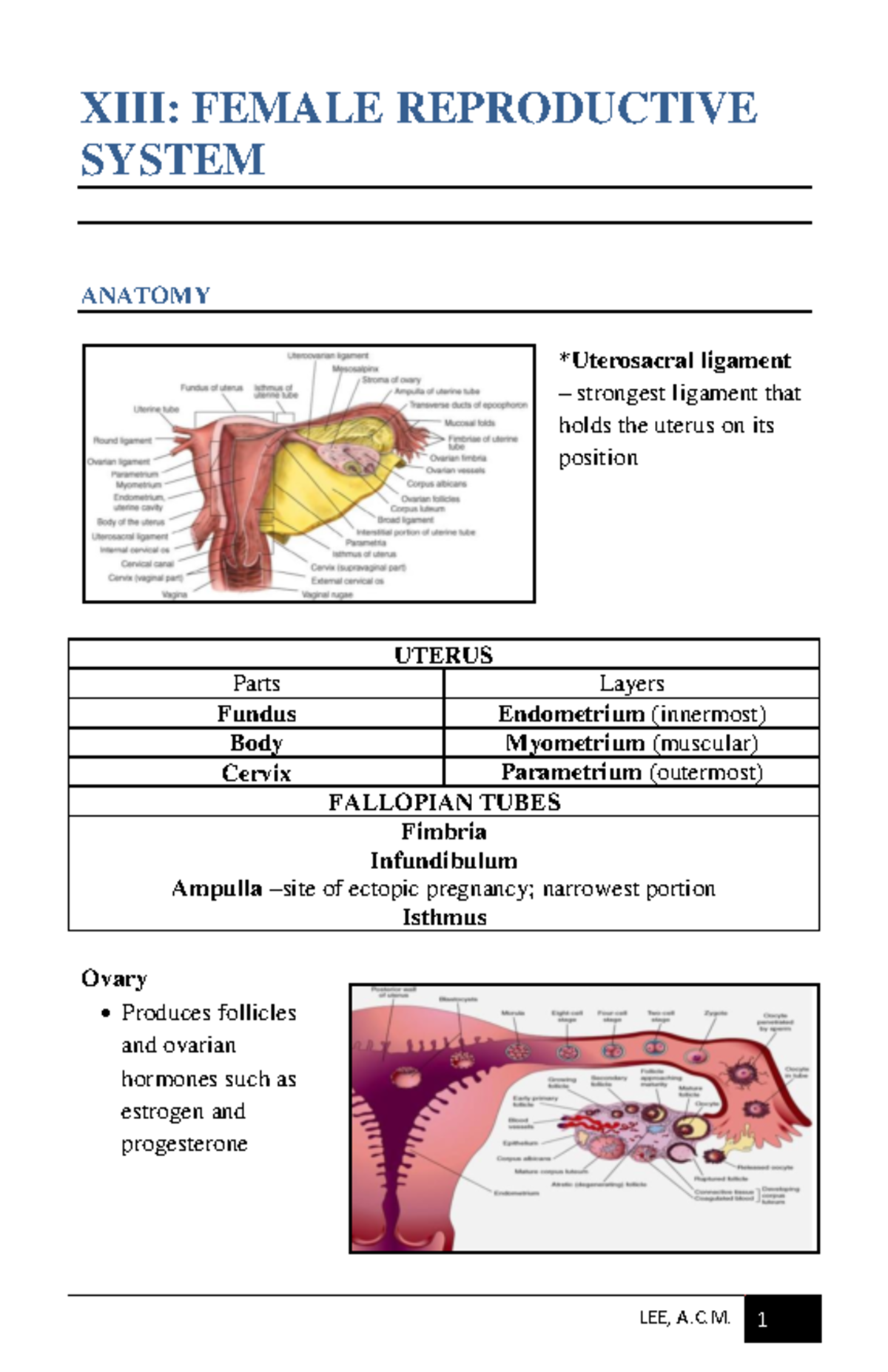 13 Femalerepro - summaries - XIII: FEMALE REPRODUCTIVE SYSTEM ANATOMY ...