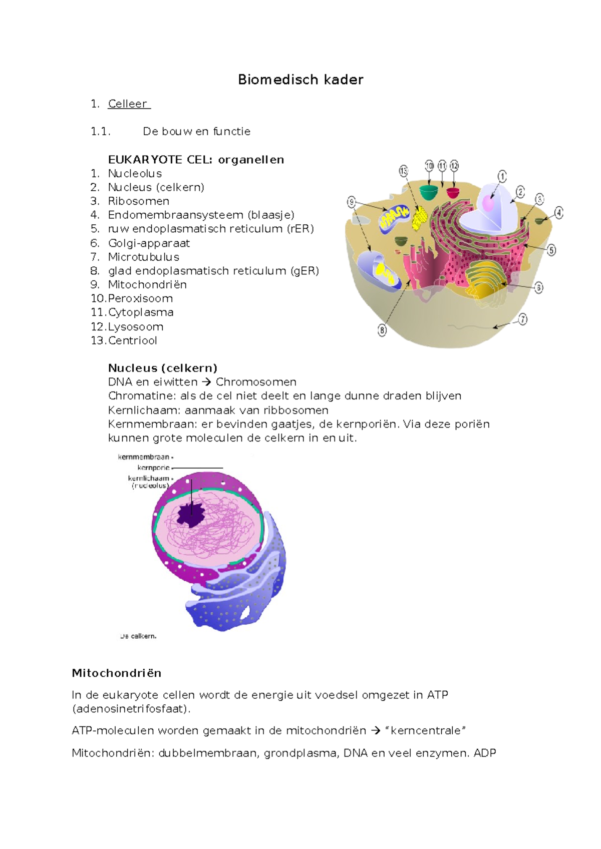 Biomedisch kader - Samenvatting Biologie - Biomedisch kader Celleer De ...
